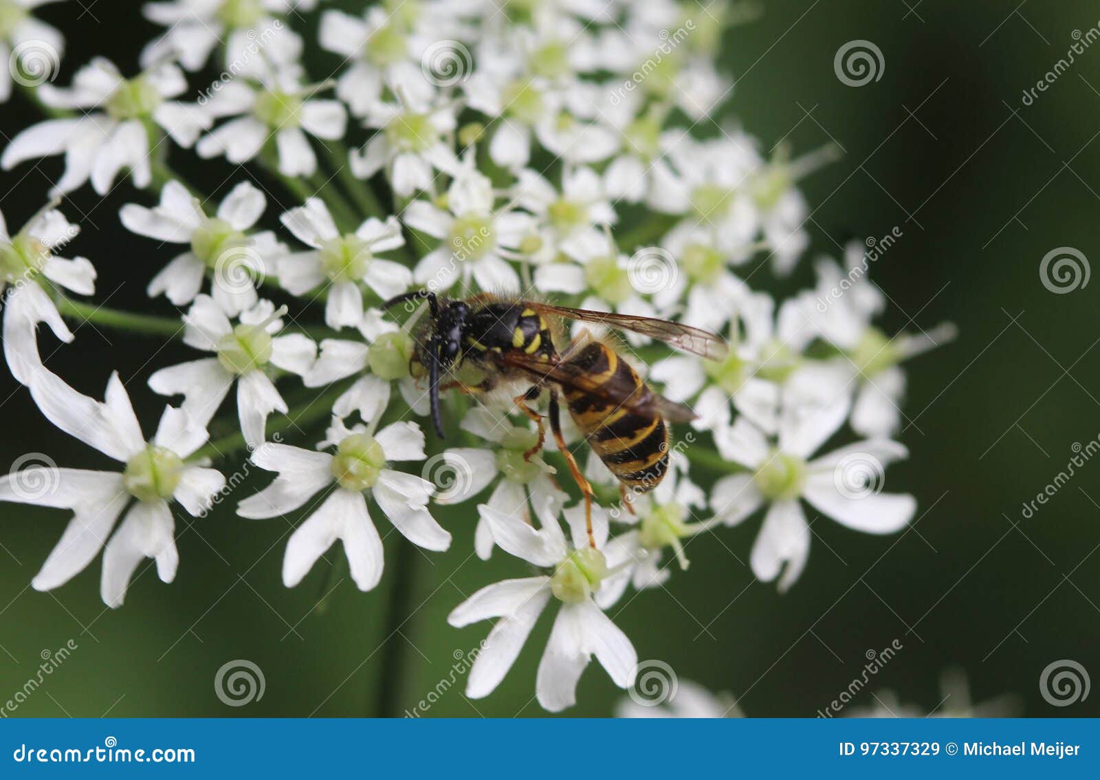 Common wasp stock image. Image of black, hexagon, beautiful - 97337329