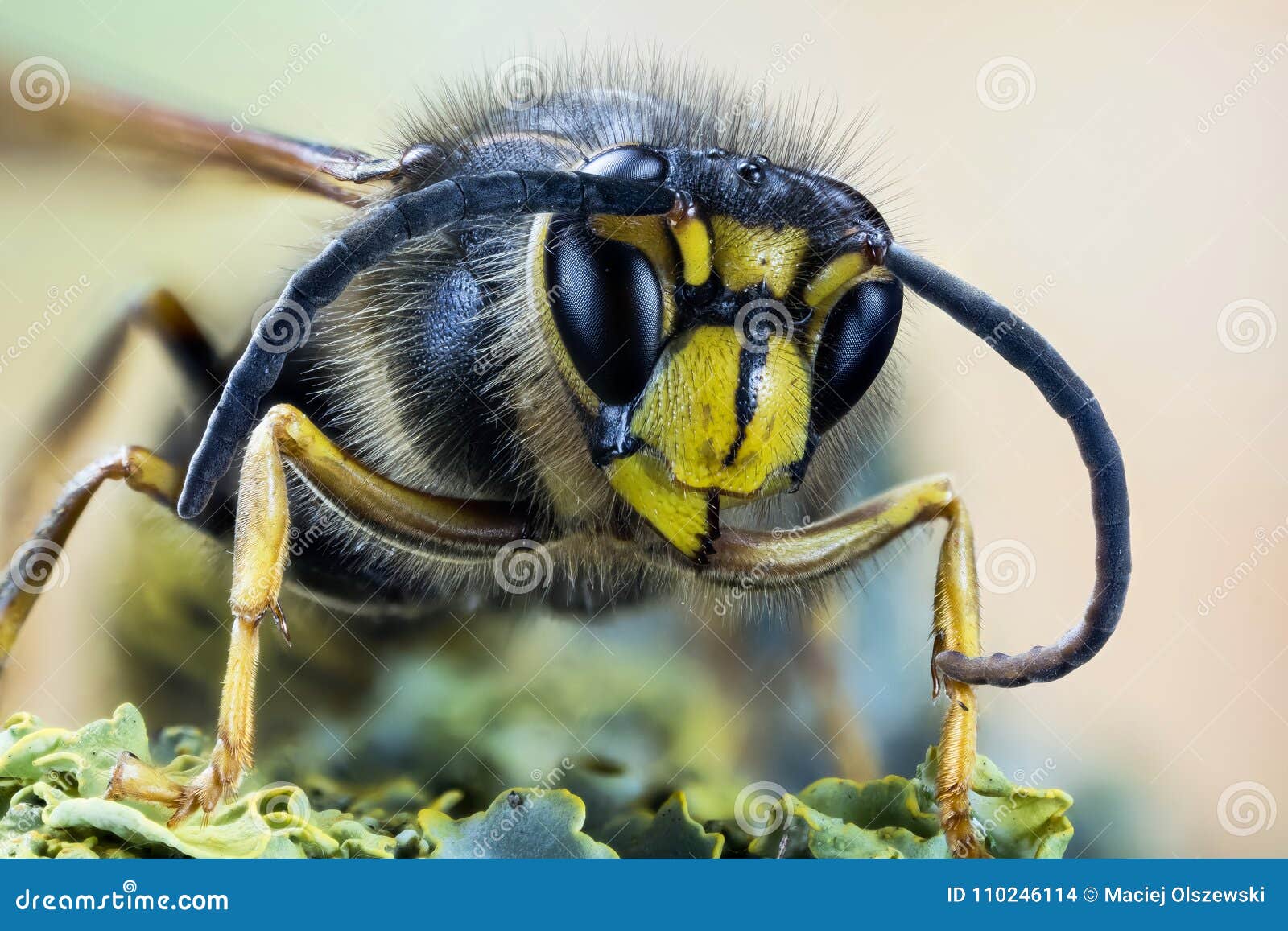 Common Wasp, Wasp stock photo. Image of striped, closeup - 110246114