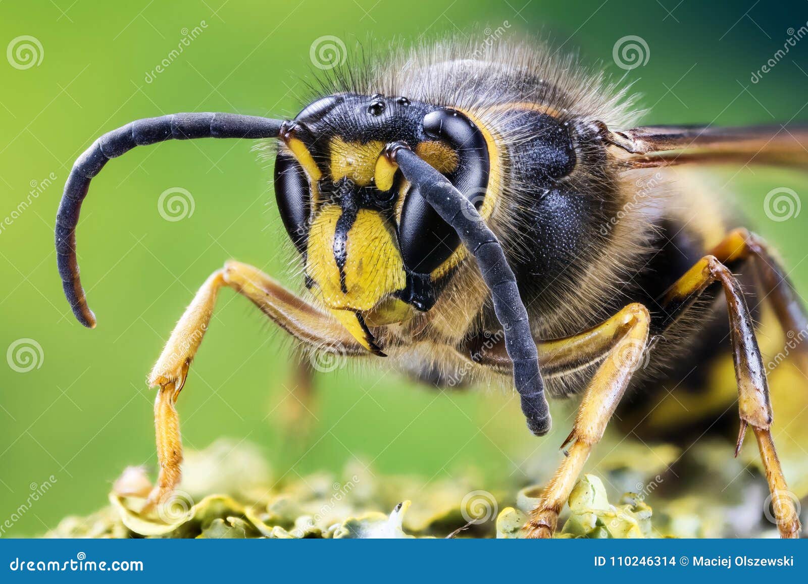 Common Wasp, Wasp stock photo. Image of european, detail - 110246314