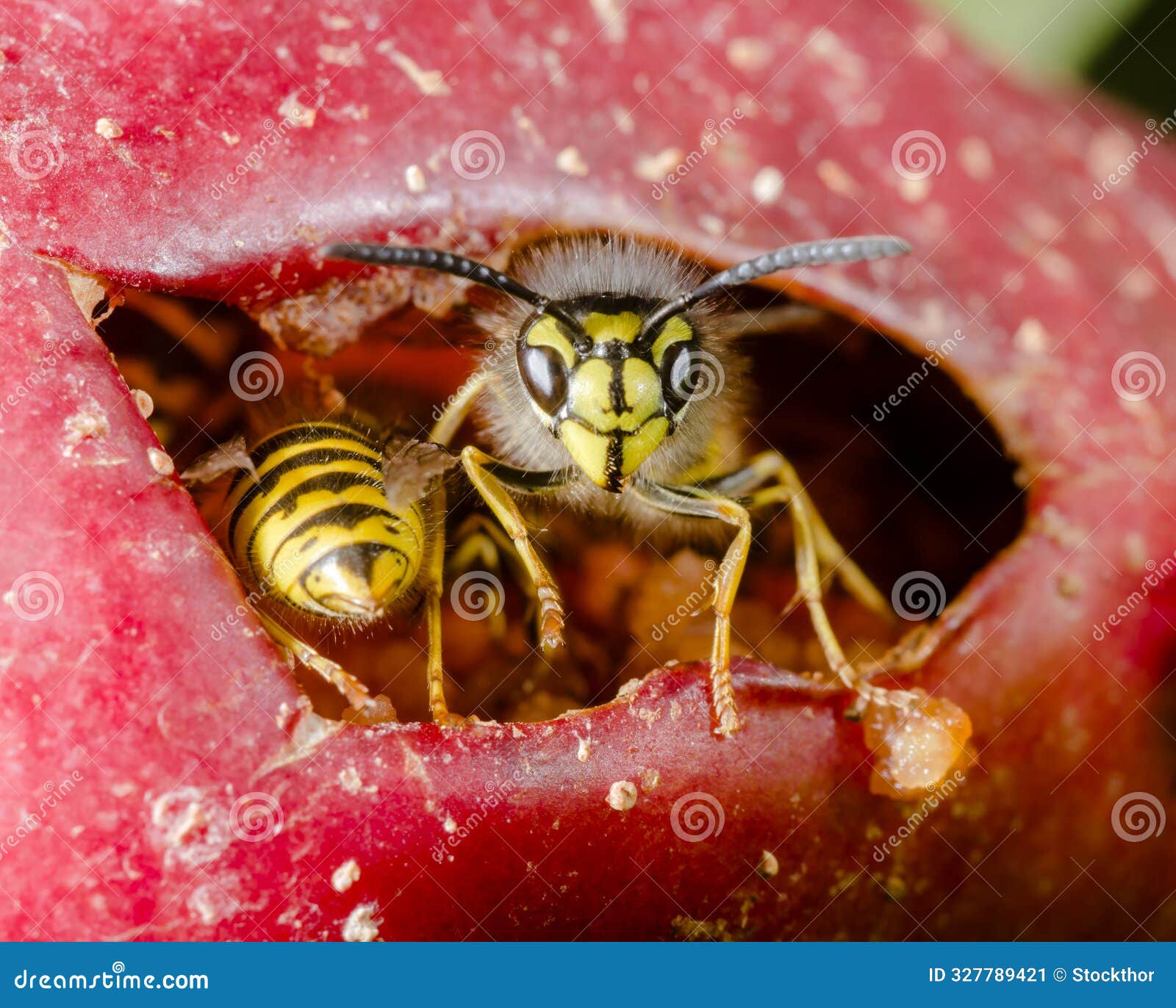 Common wasp in apple stock image. Image of vulgaris - 327789421