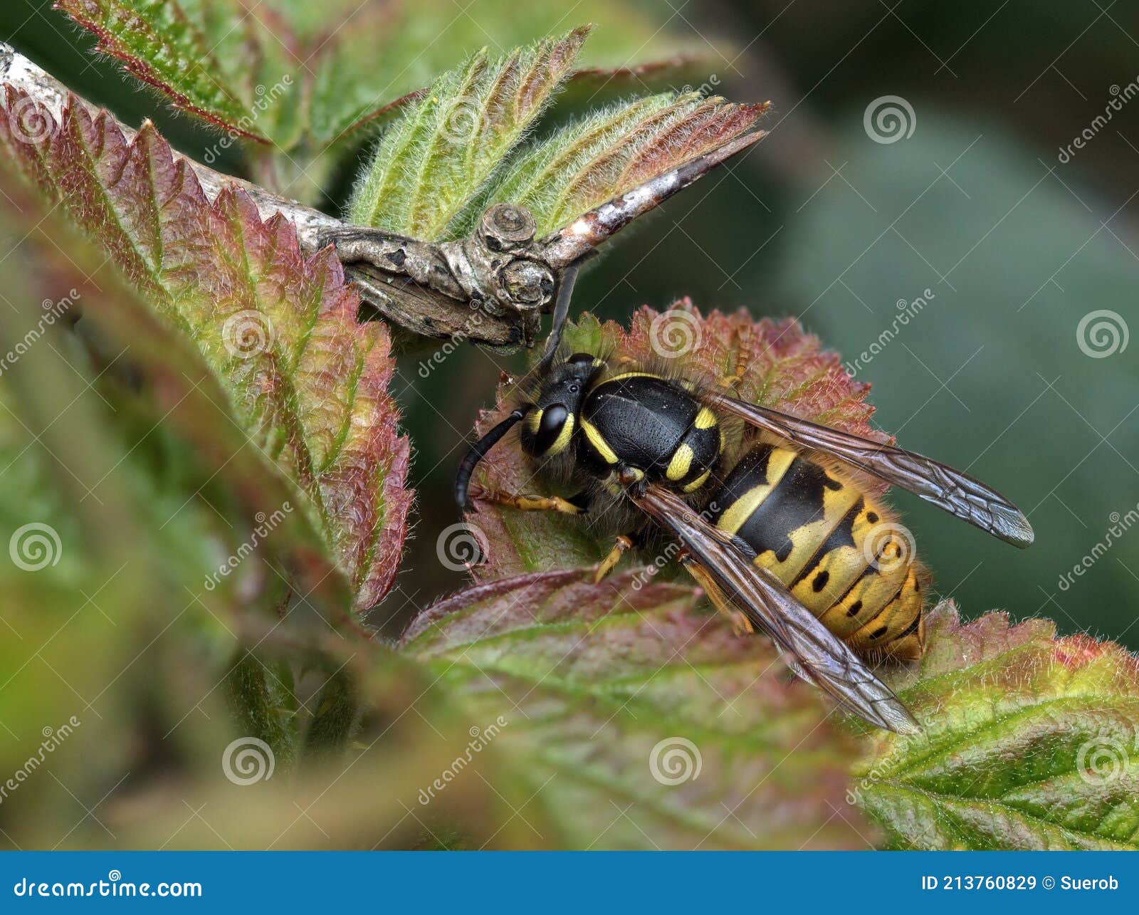 Common Wasp on Leaf. during Springtime Stock Image - Image of insect ...