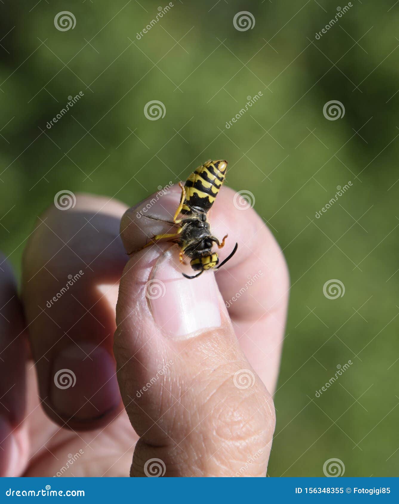 Common wasp on pinched stock image. Image of common - 156348355