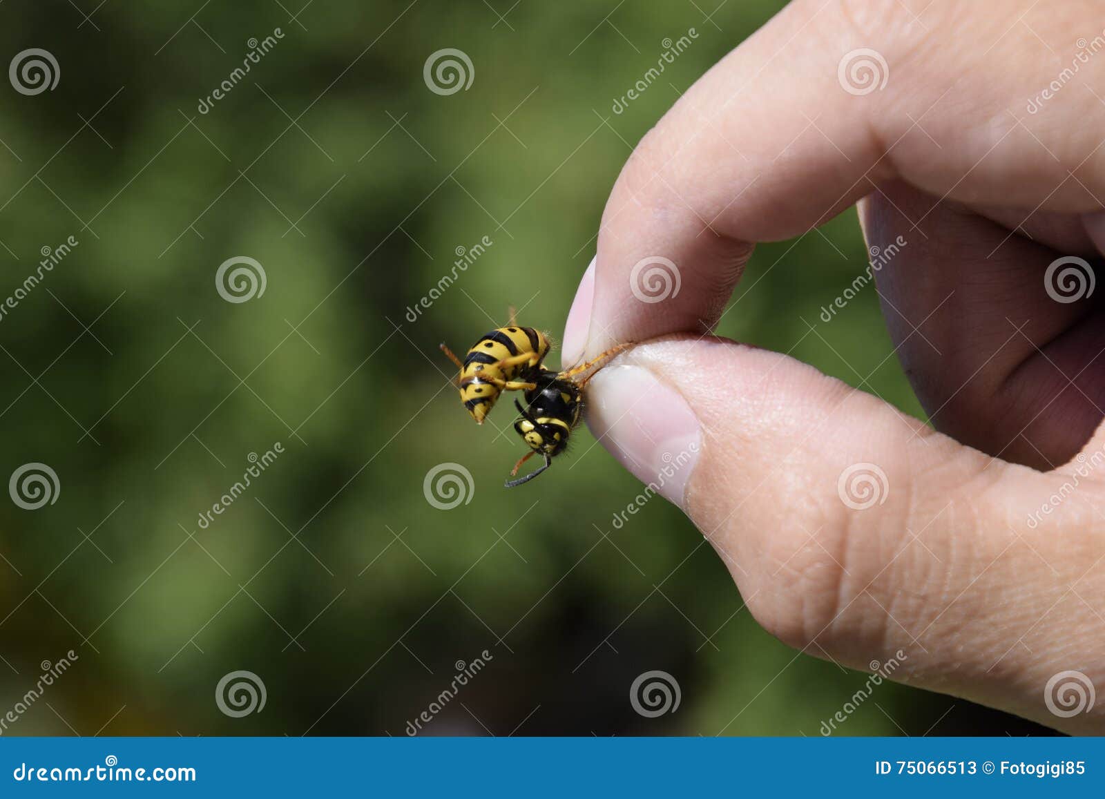 Common Wasp on Pinched Fingers Stock Image - Image of antenna ...
