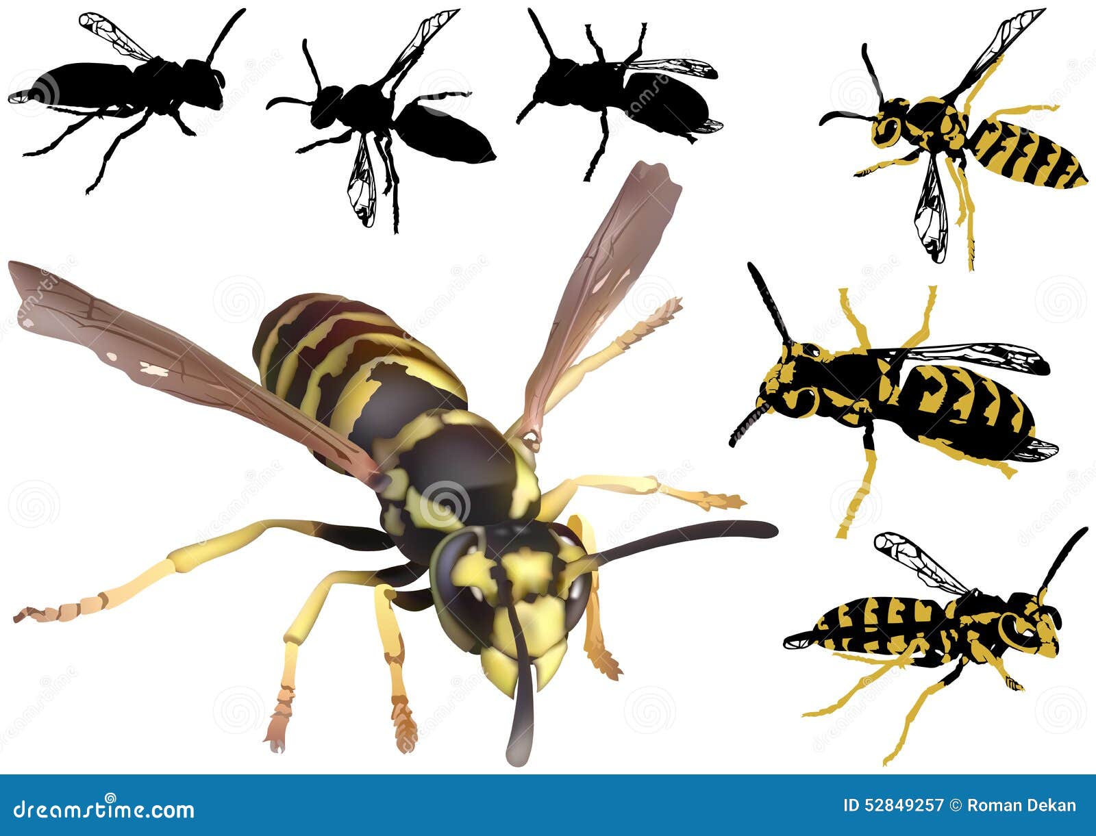 Common Wasp Vintage Illustration | CartoonDealer.com #163239884