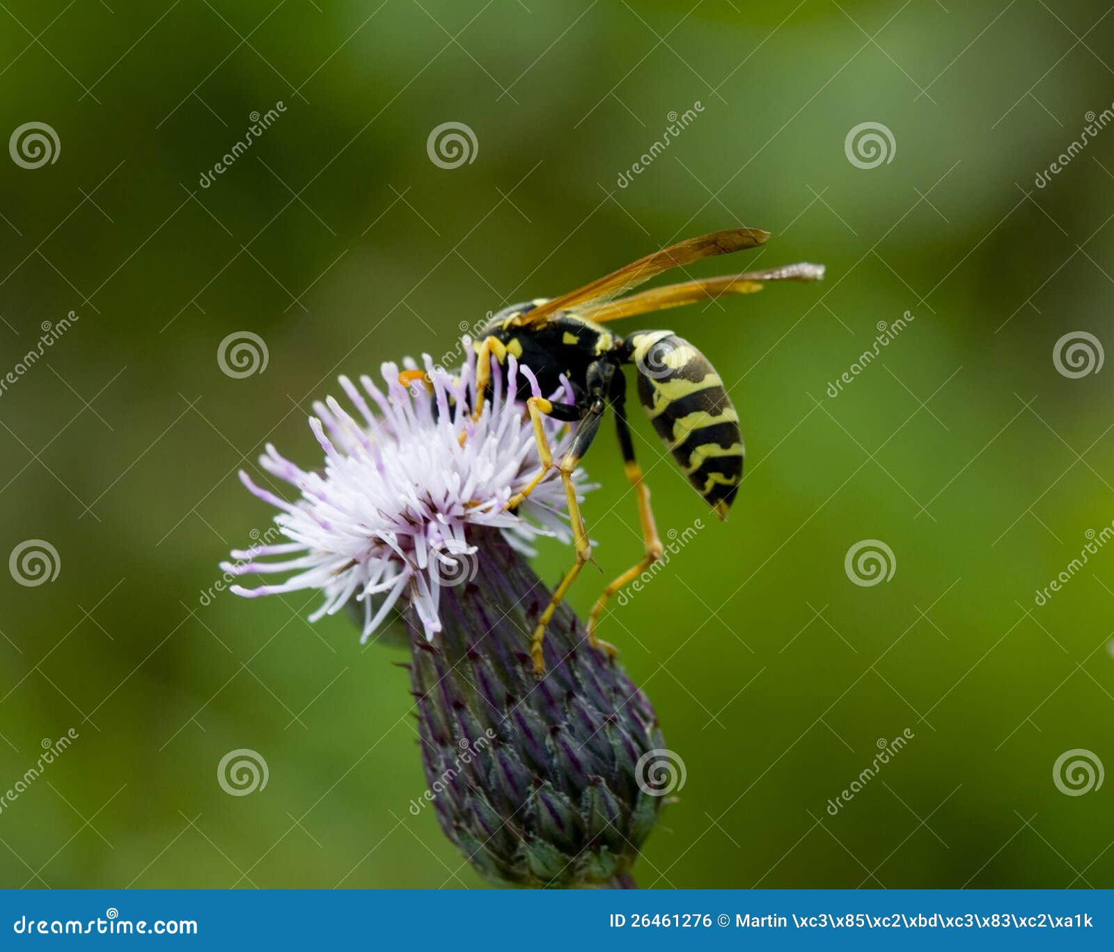 Common Wasp, Wasp, Vespula Vulgaris Stock Photography | CartoonDealer ...