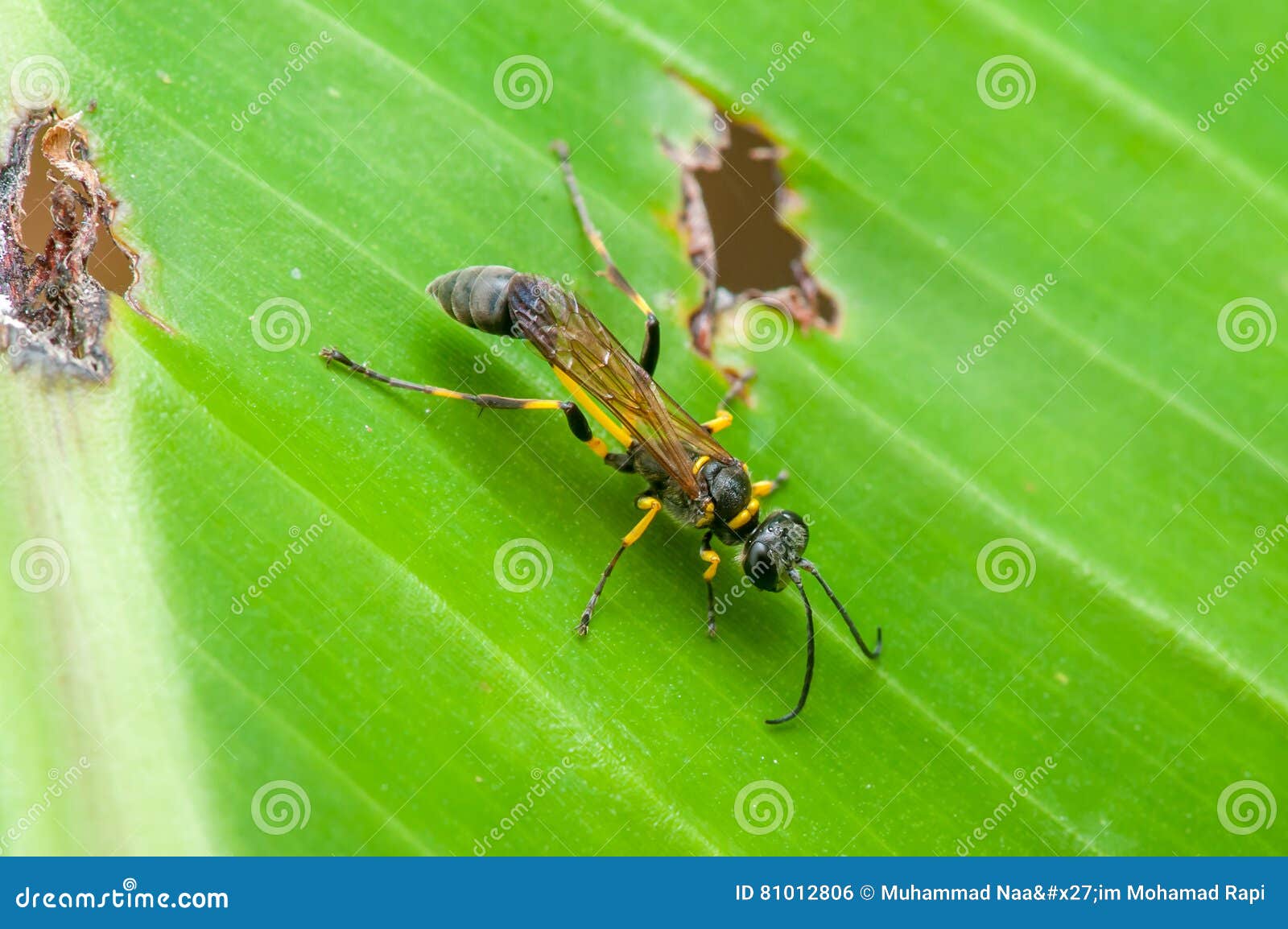 Common wasp stock photo. Image of close, polistes, jaws - 81012806