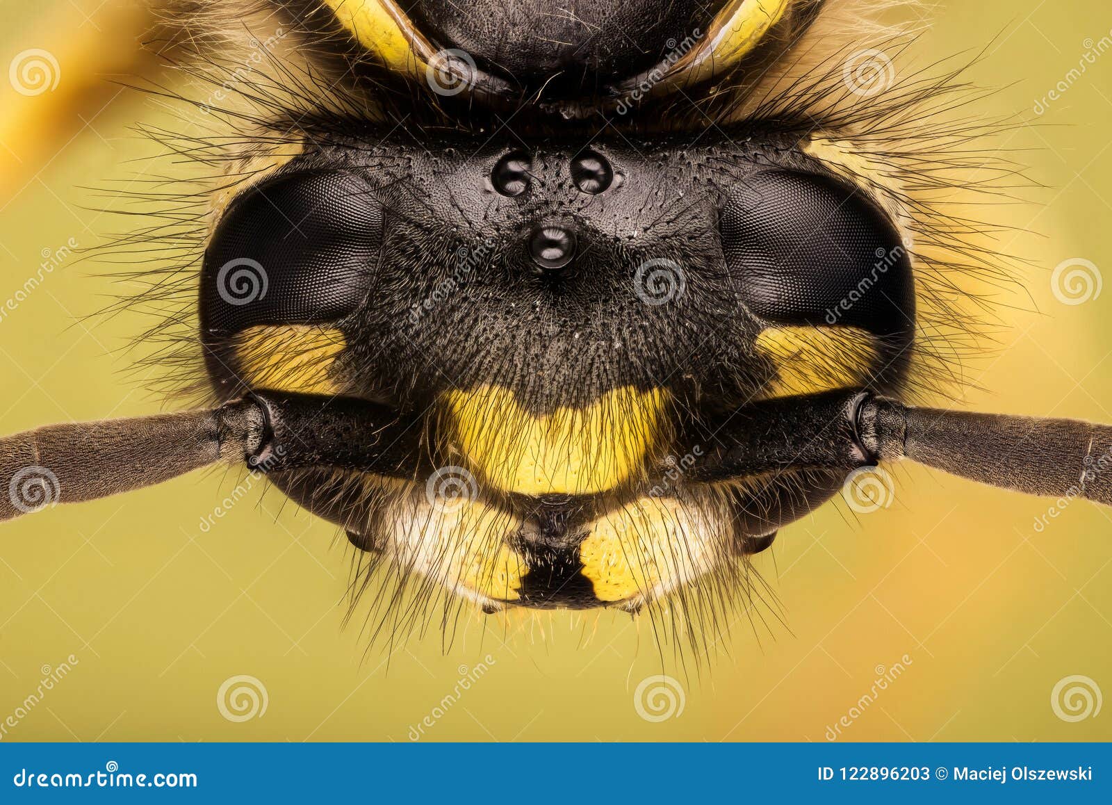 Common Wasp, Wasp, Vespula Vulgaris Stock Image - Image of pest, common ...