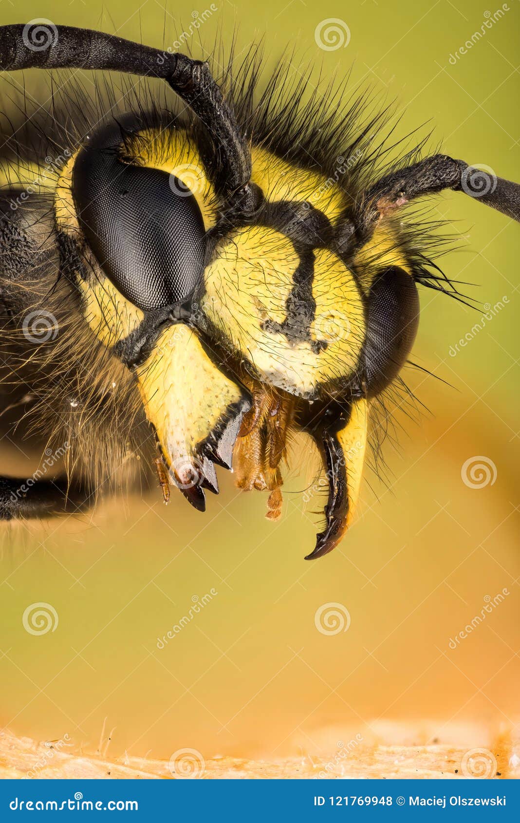 Common Wasp, Wasp, Vespula Vulgaris Stock Photo - Image of yellow ...