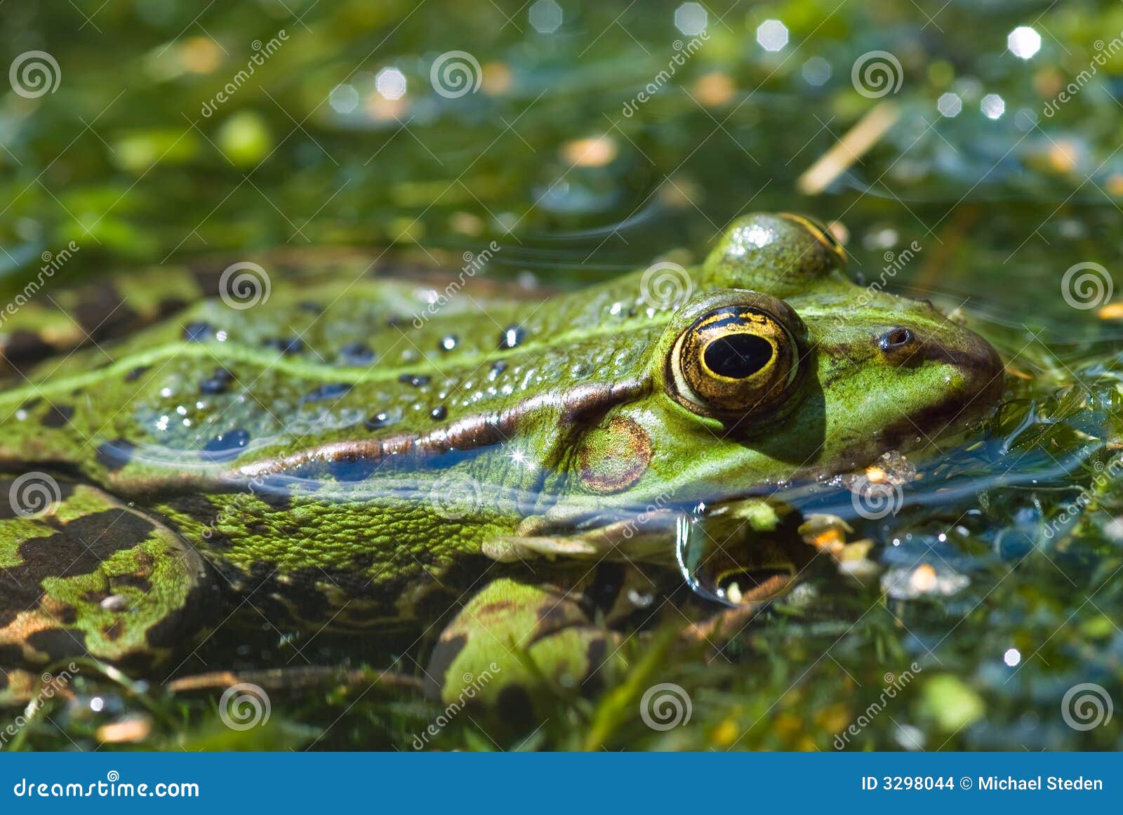 Common water frog stock photo. Image of amphibian, macro - 3298044
