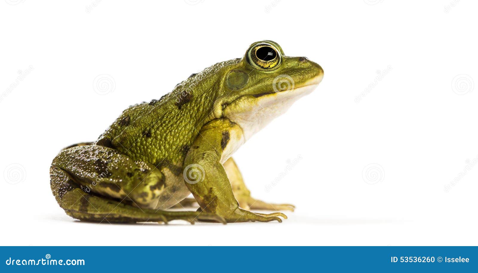 Common Water Frog in Front of a White Background Stock Photo - Image of ...