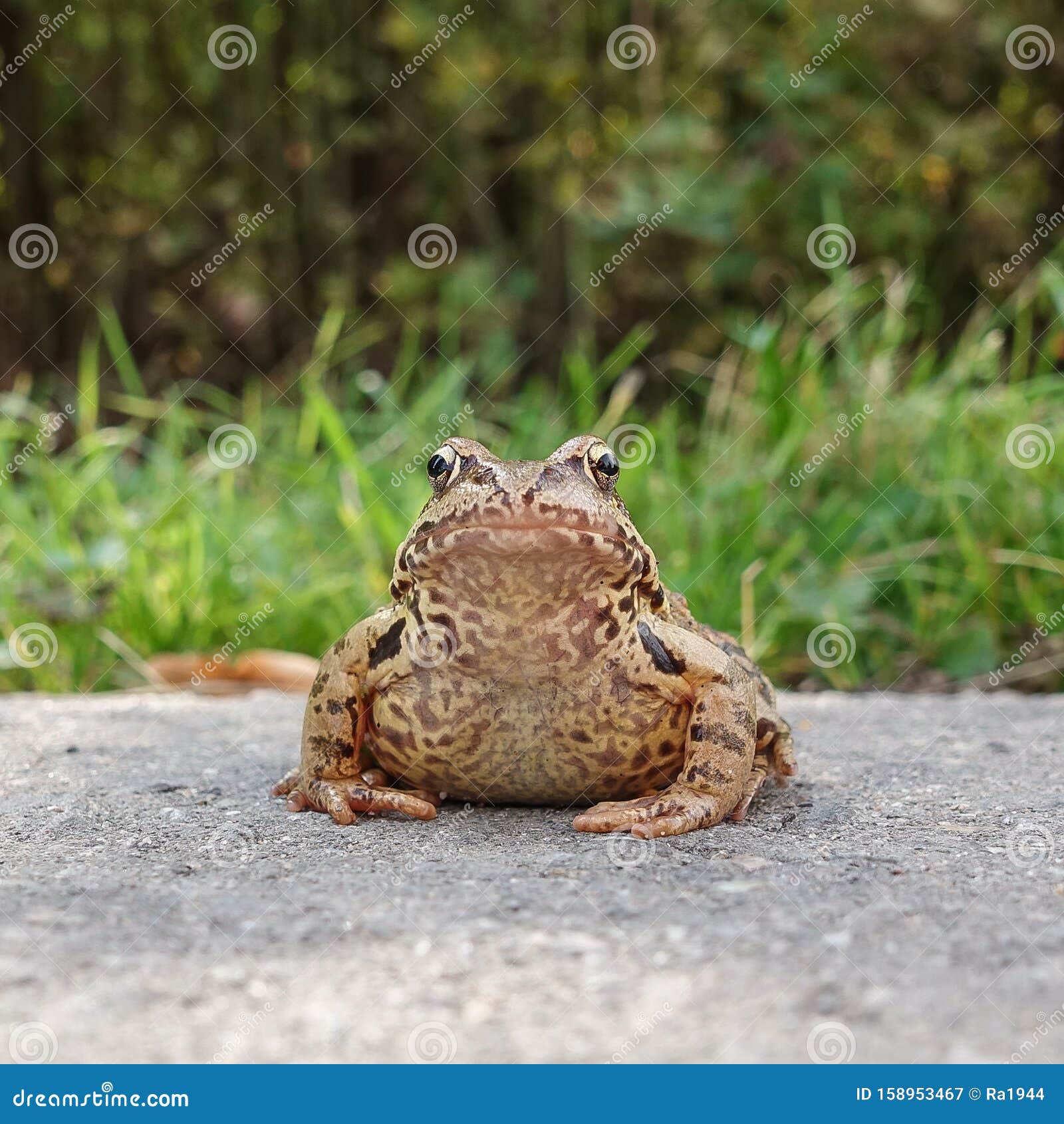 Common Water Frog on the Pavement. Front View Stock Image - Image of ...
