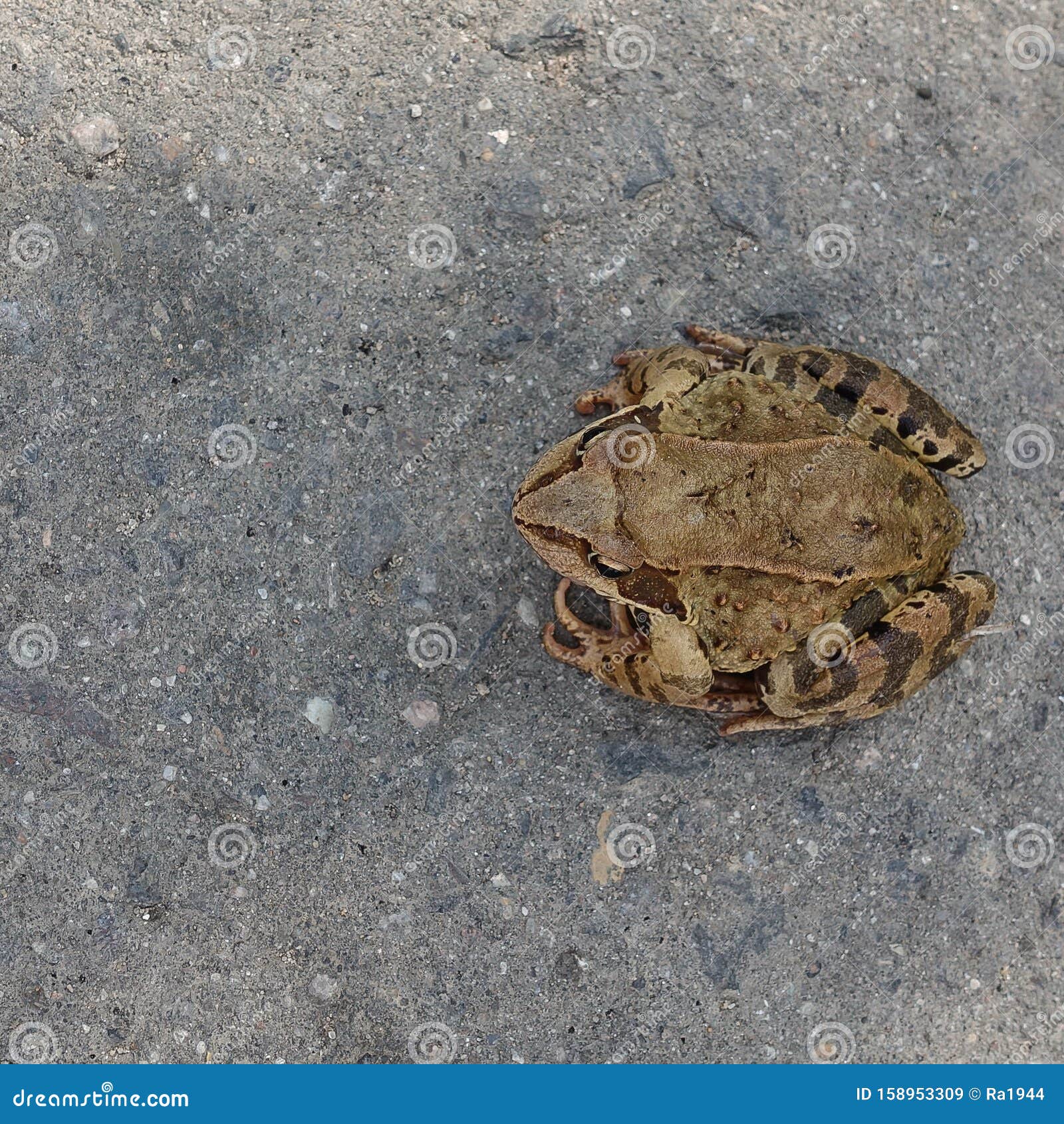 Common Water Frog on the Pavement. View from Above Stock Image - Image ...