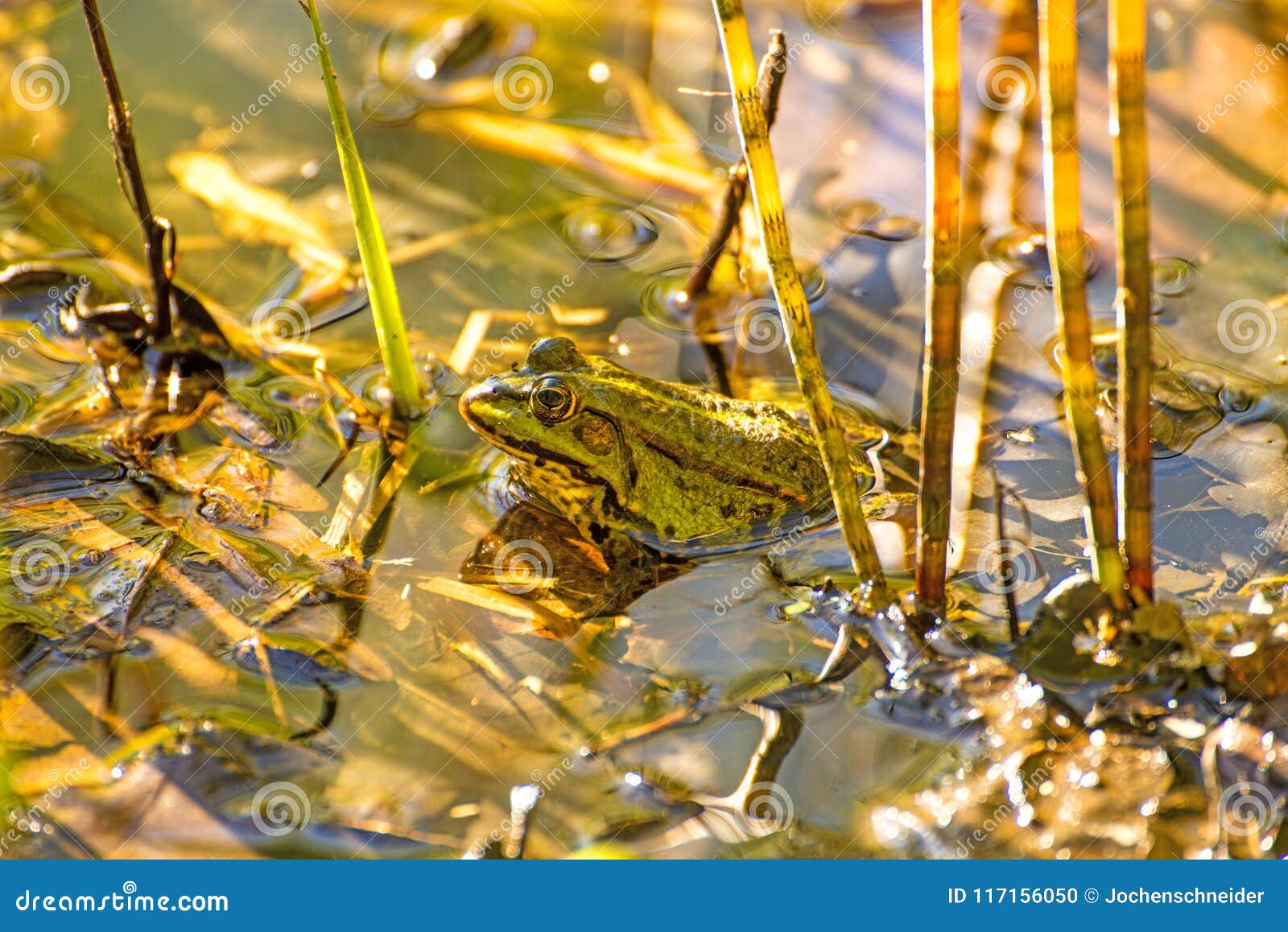 Common Water Frog in a Pond Stock Photo - Image of water, pond: 117156050