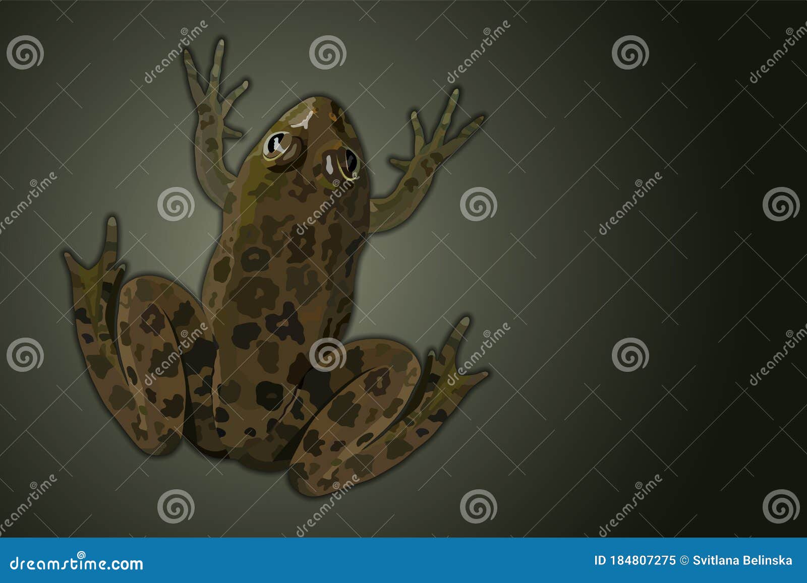 Common Water Frog Top View Realistic Vector Illustration Stock Vector ...