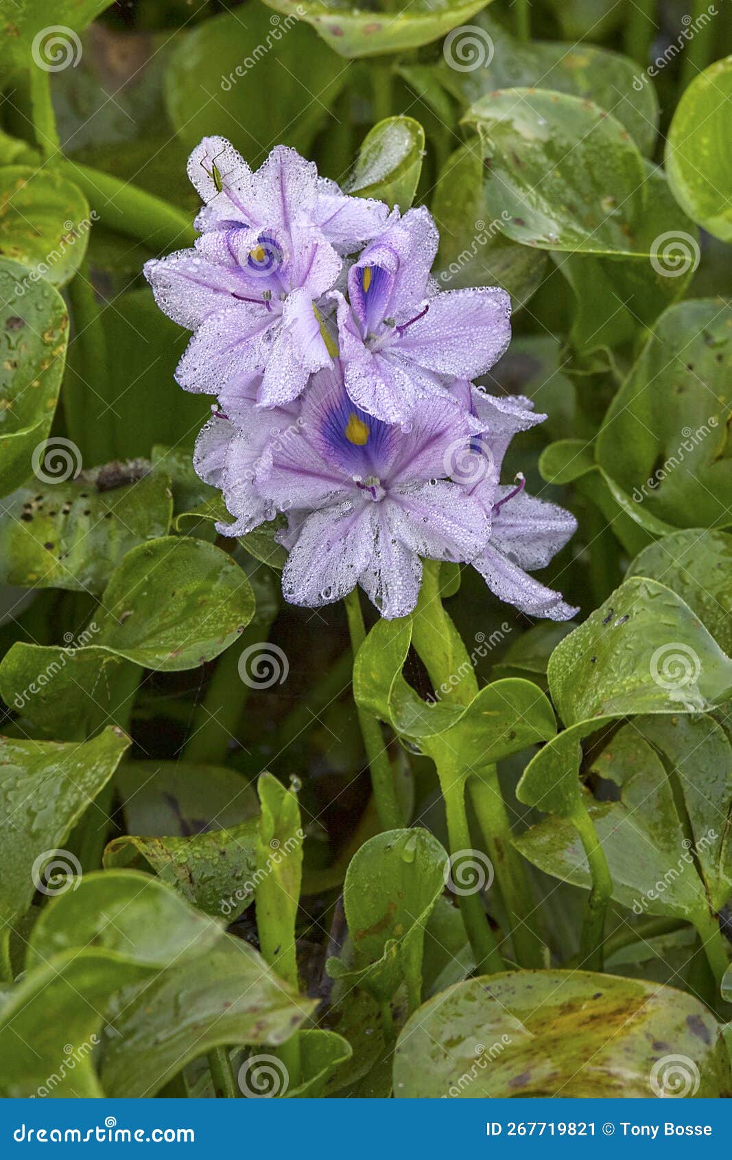 Common Water Hyacinths stock image. Image of bloom, common - 267719821