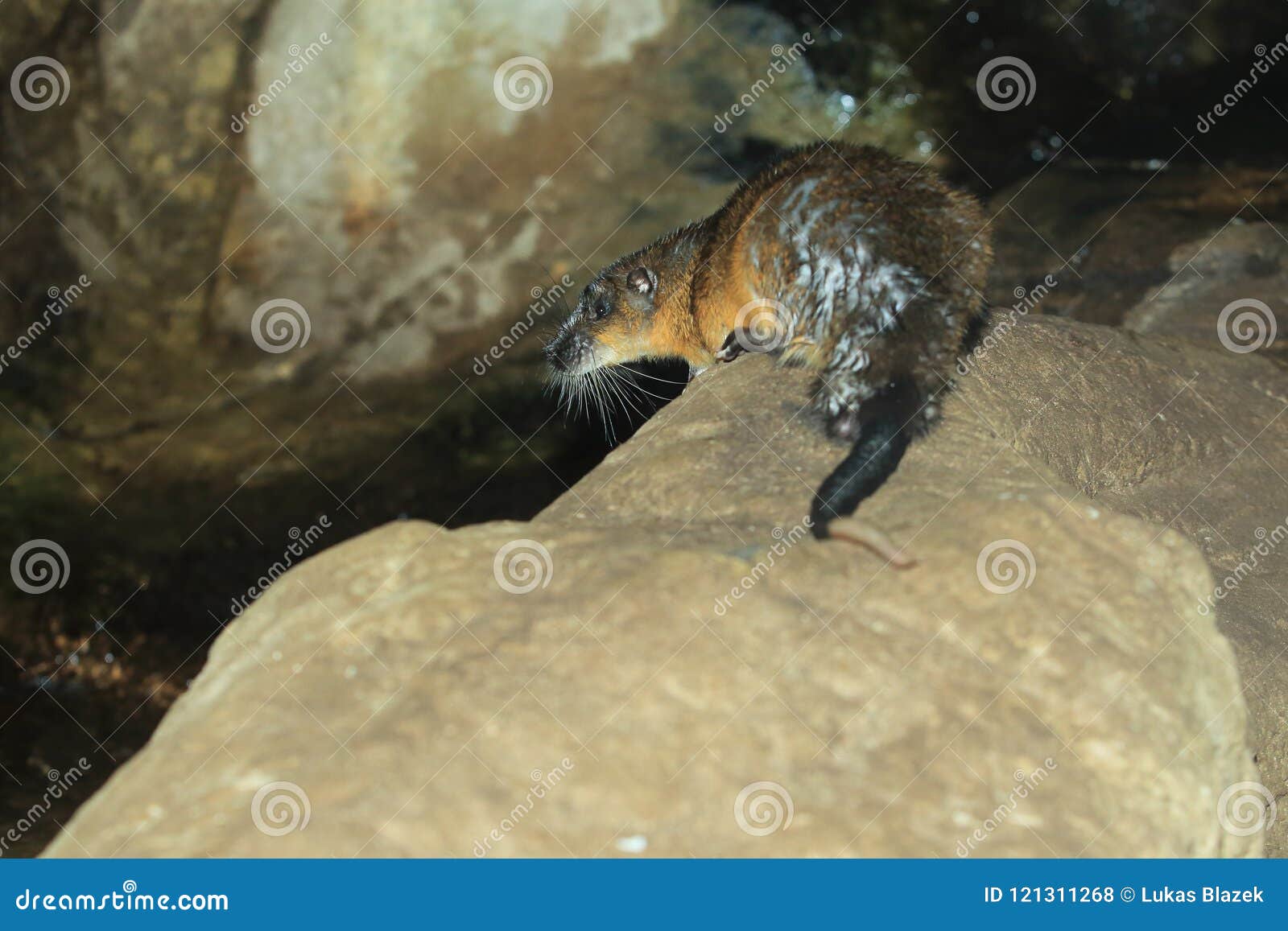 Common water rat stock photo. Image of hydromys, australia - 121311268