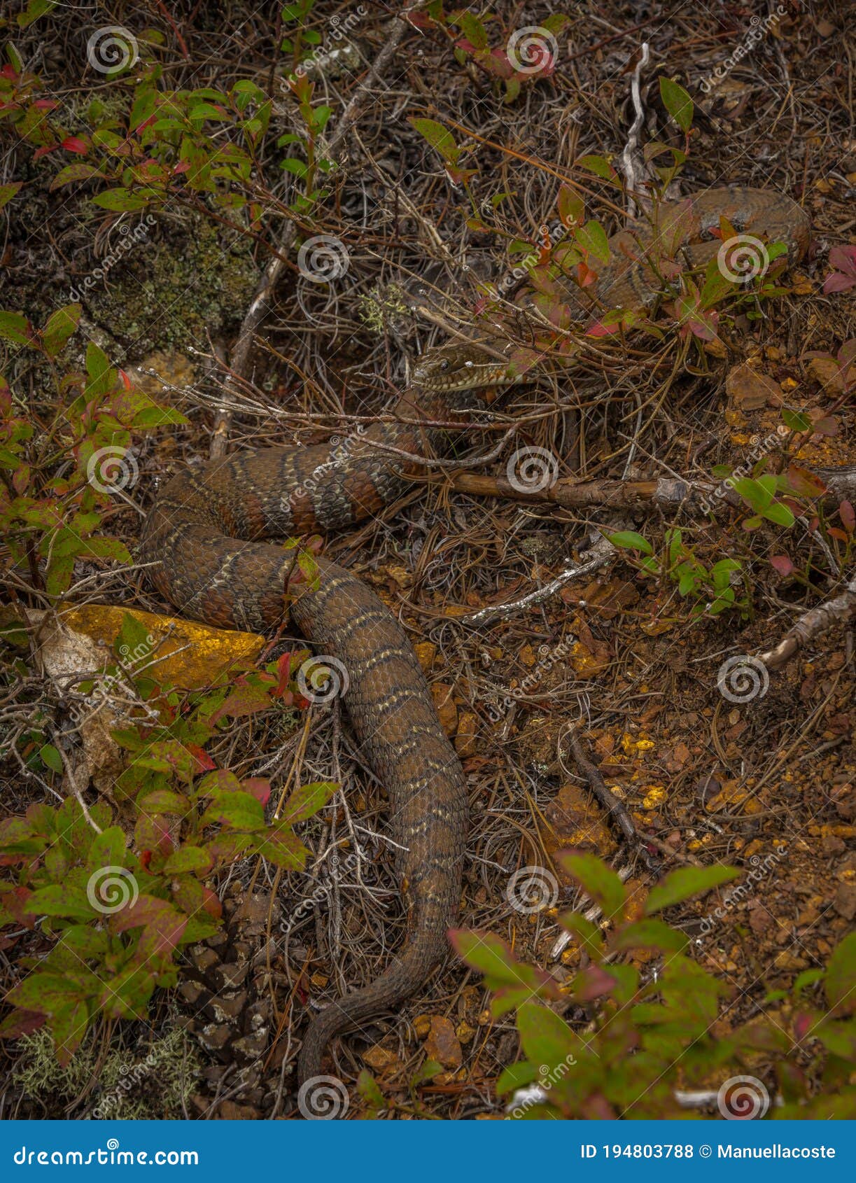Common Water Snake Basking in the Sun Stock Photo - Image of creature ...