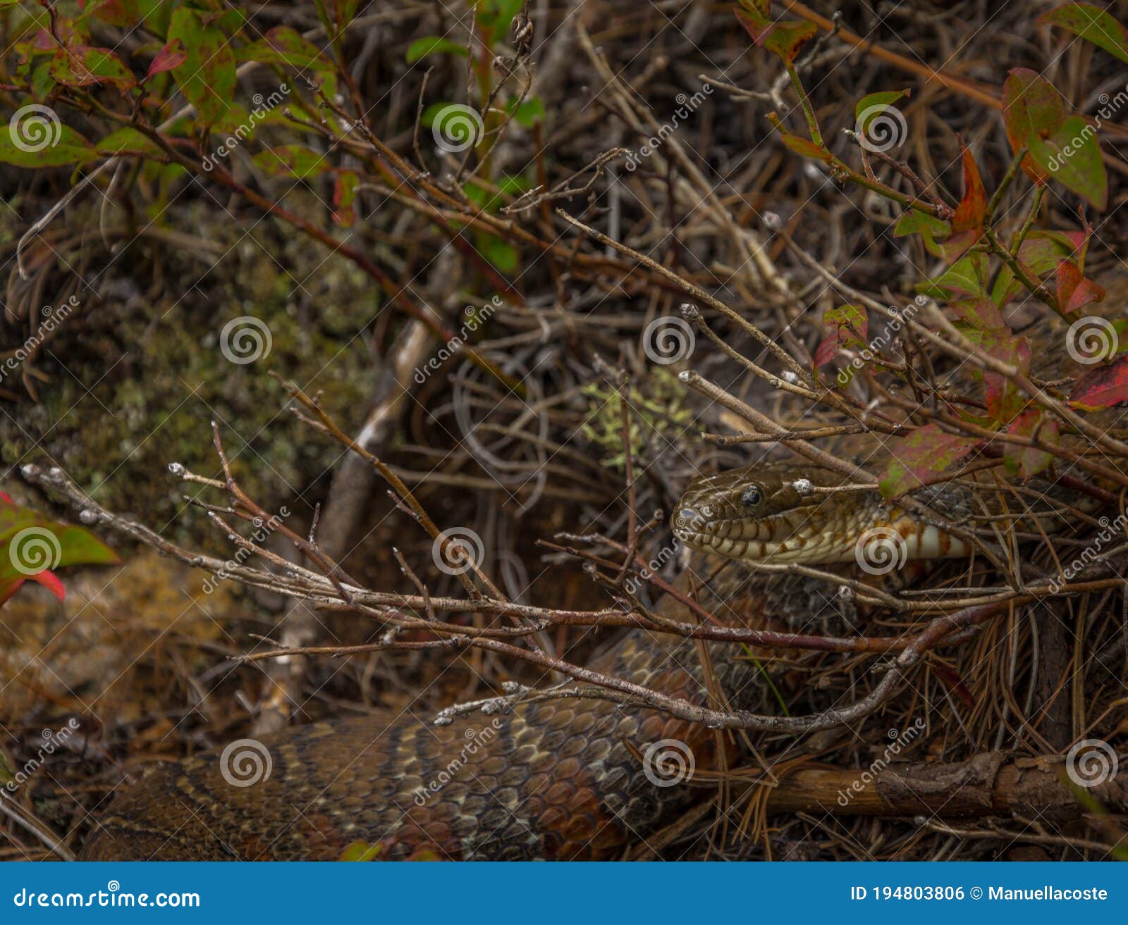 Common Water Snake Basking in the Sun Stock Photo - Image of water ...
