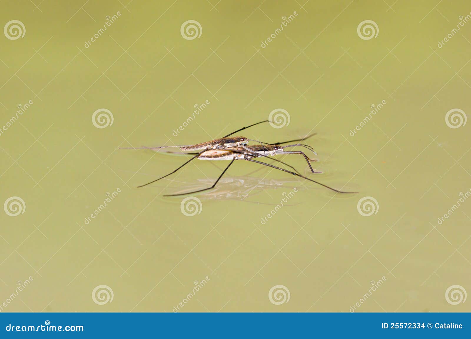 Common Water Strider stock photo. Image of hydrophobe - 25572334