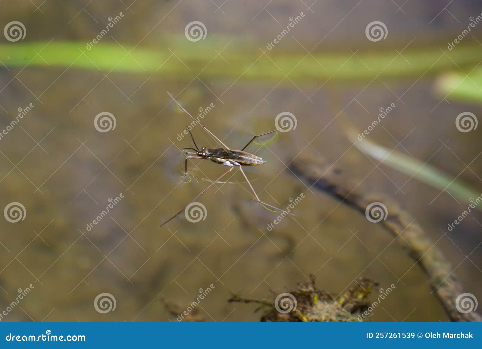 A Common Water Strider Gerris Lacustris on a Green Water Surface Stock ...