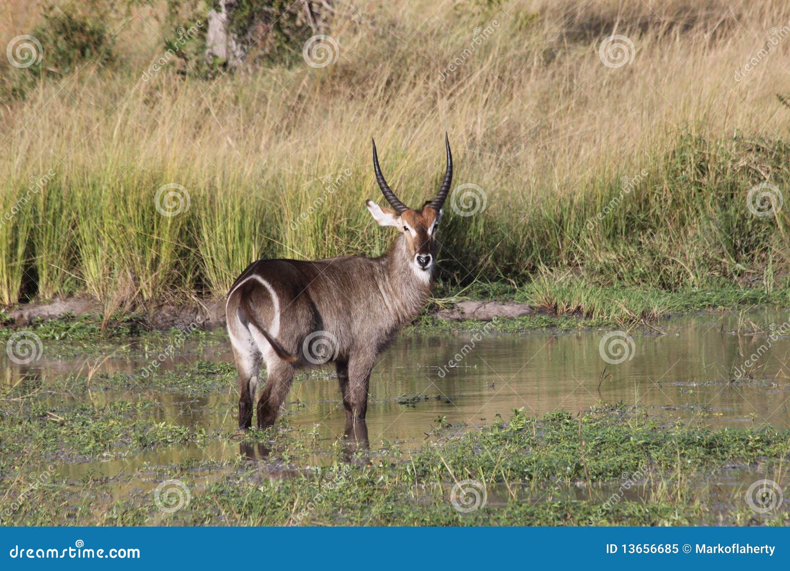 Common Waterbuck stock image. Image of pool, africa, watching - 13656685