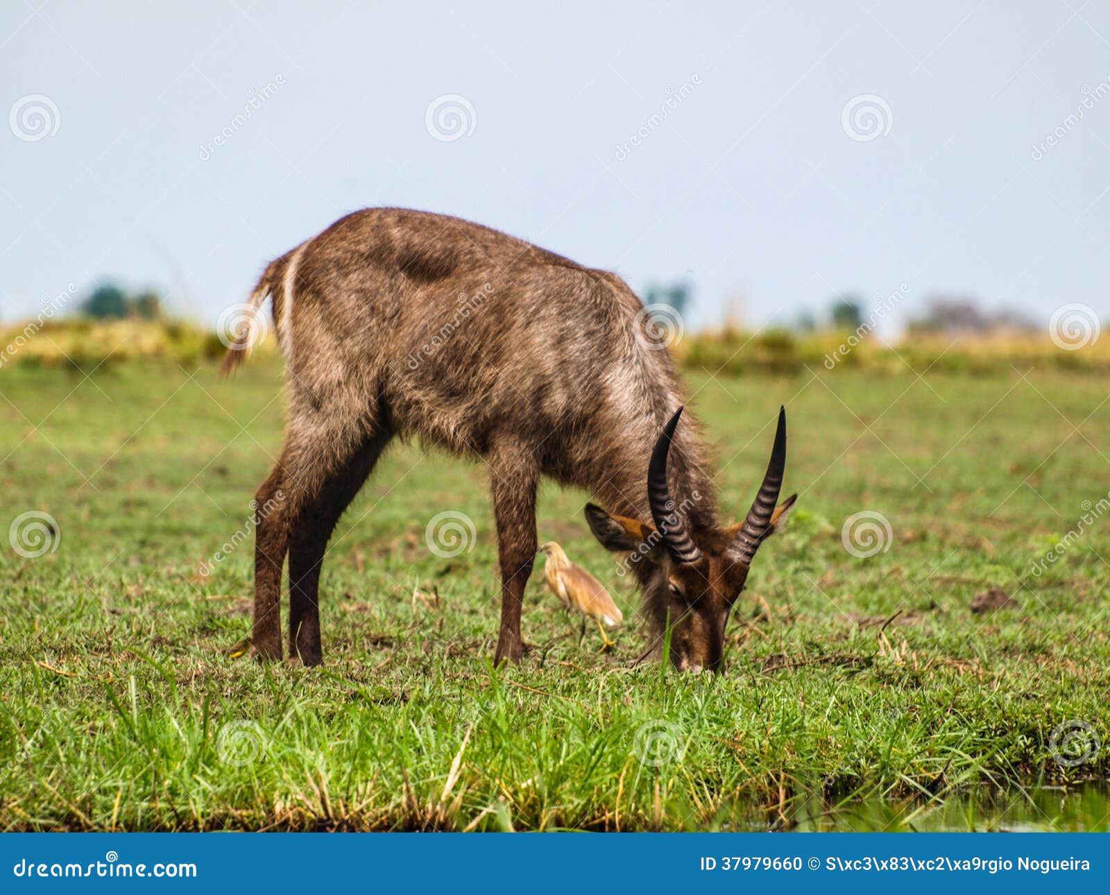 Common waterbuck stock photo. Image of waterbuck, africa - 37979660