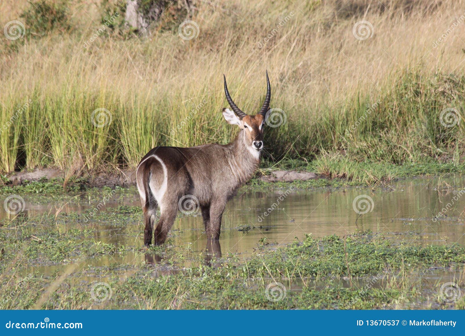 Common Waterbuck in water stock image. Image of africa - 13670537