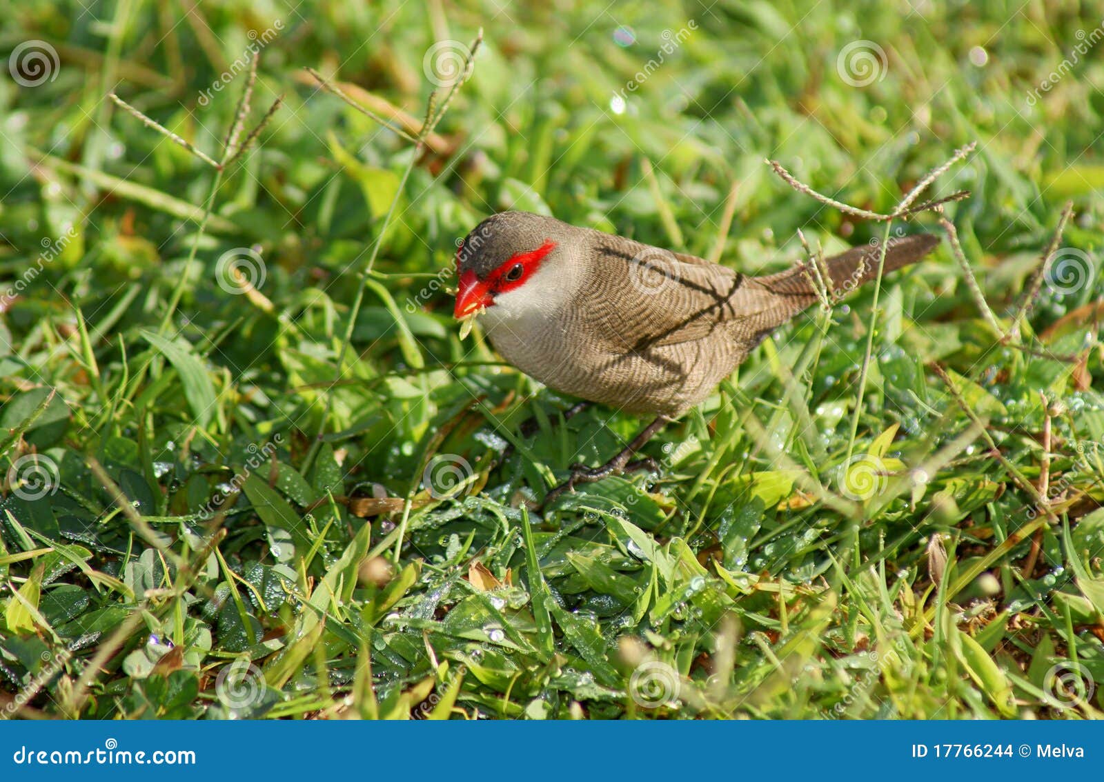 Common Waxbill stock photo. Image of waikiki, seeds, honolulu - 17766244