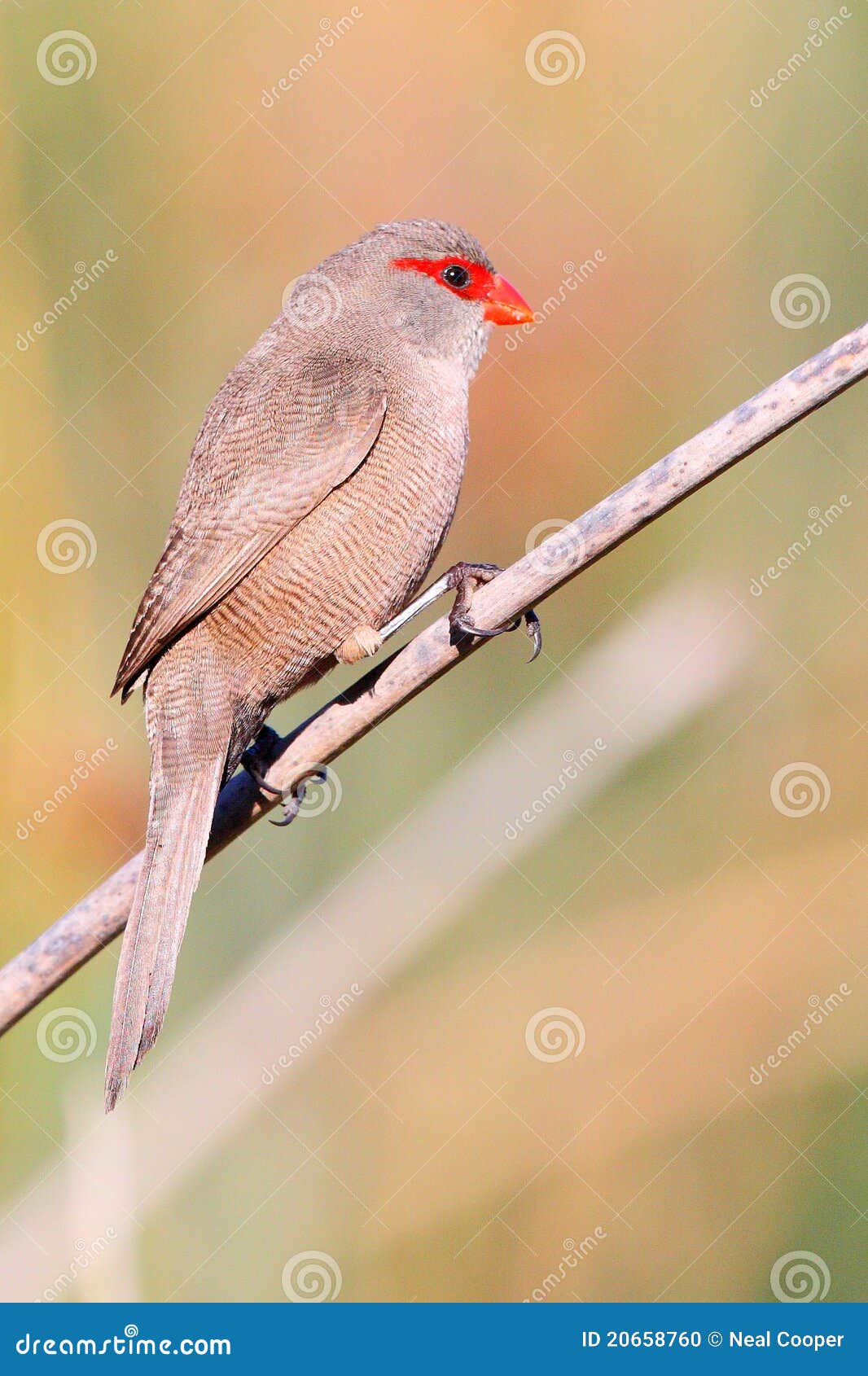 Common Waxbill stock photo. Image of waxbil, town, africa - 20658760