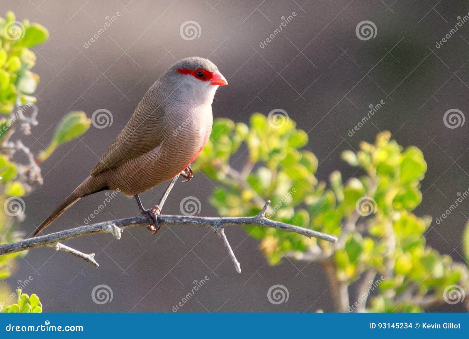 Common Waxbill stock photo. Image of common, beautiful - 93145234