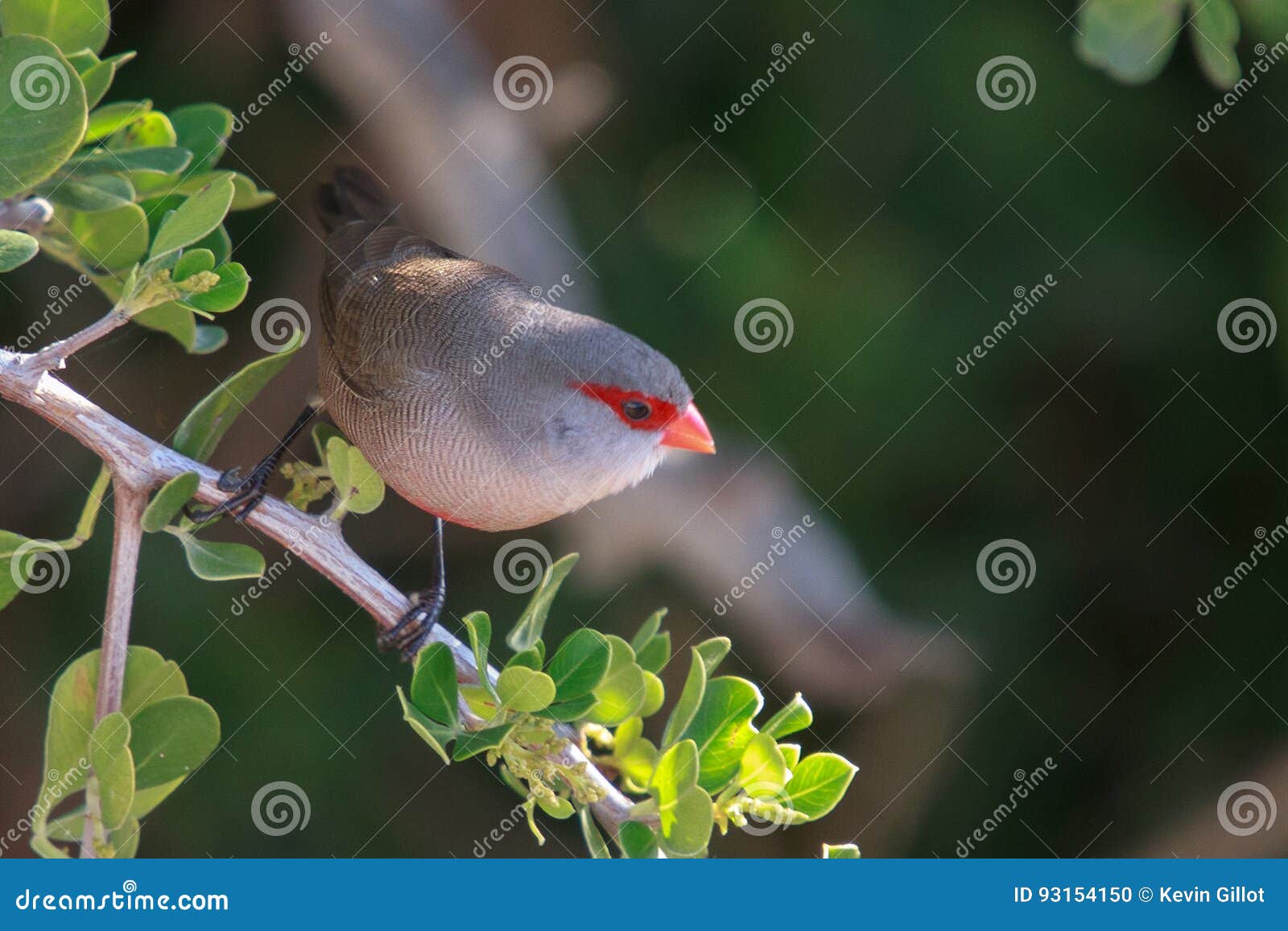 Common Waxbill stock photo. Image of colours, beak, creatures - 93154150
