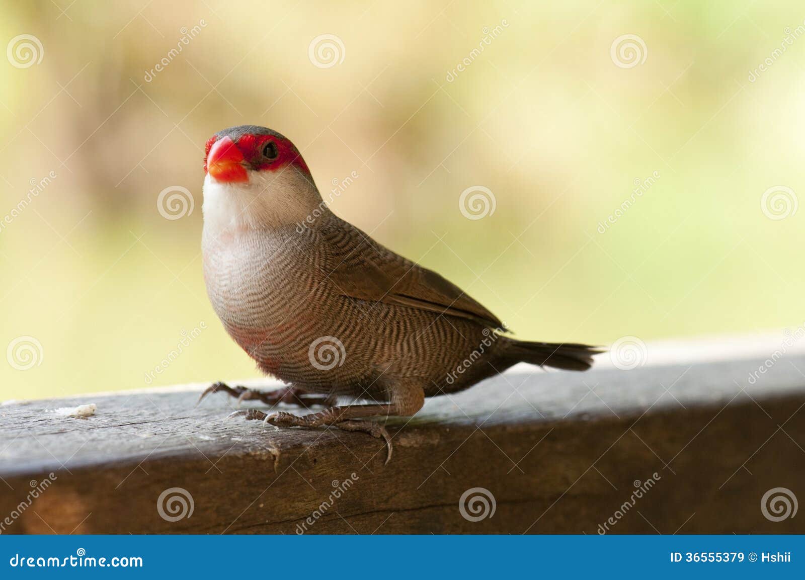 Common Waxbill stock image. Image of wing, feather, rest - 36555379
