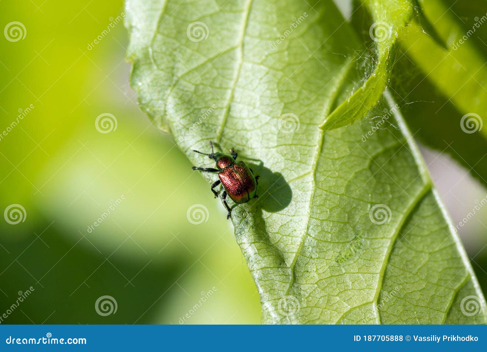 Common weevil, bug, stock photo. Image of leaf, small - 187705888