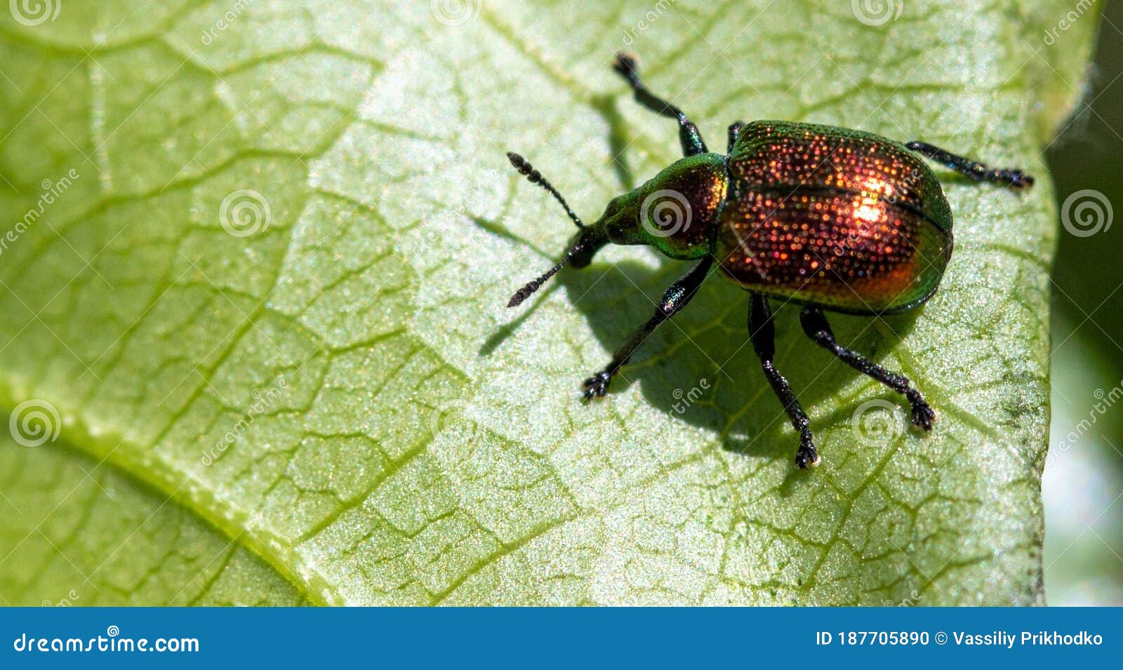 Common weevil, bug, stock photo. Image of nature, close - 187705890