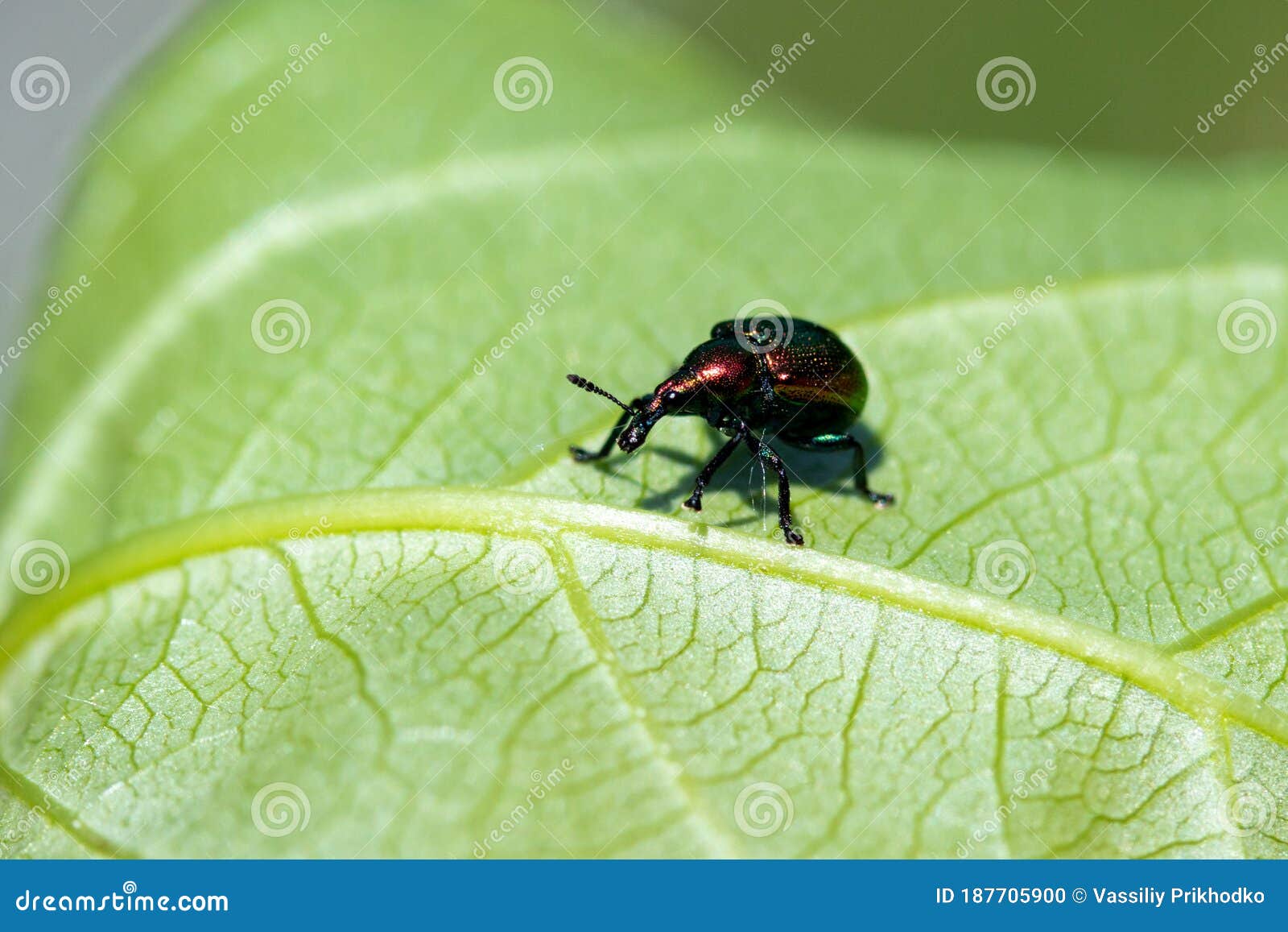 Common weevil, bug, stock photo. Image of isolated, environment - 187705900