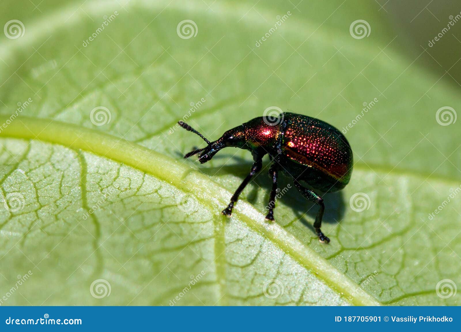 Common weevil, bug, stock image. Image of leaf, detail - 187705901