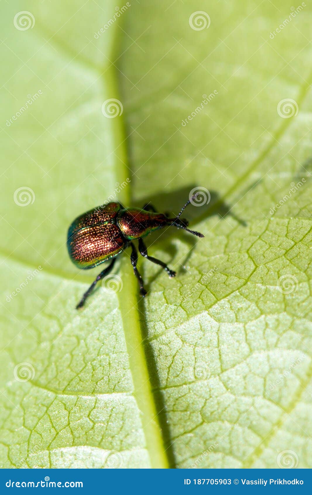 Common weevil, bug, stock image. Image of closeup, nature - 187705903
