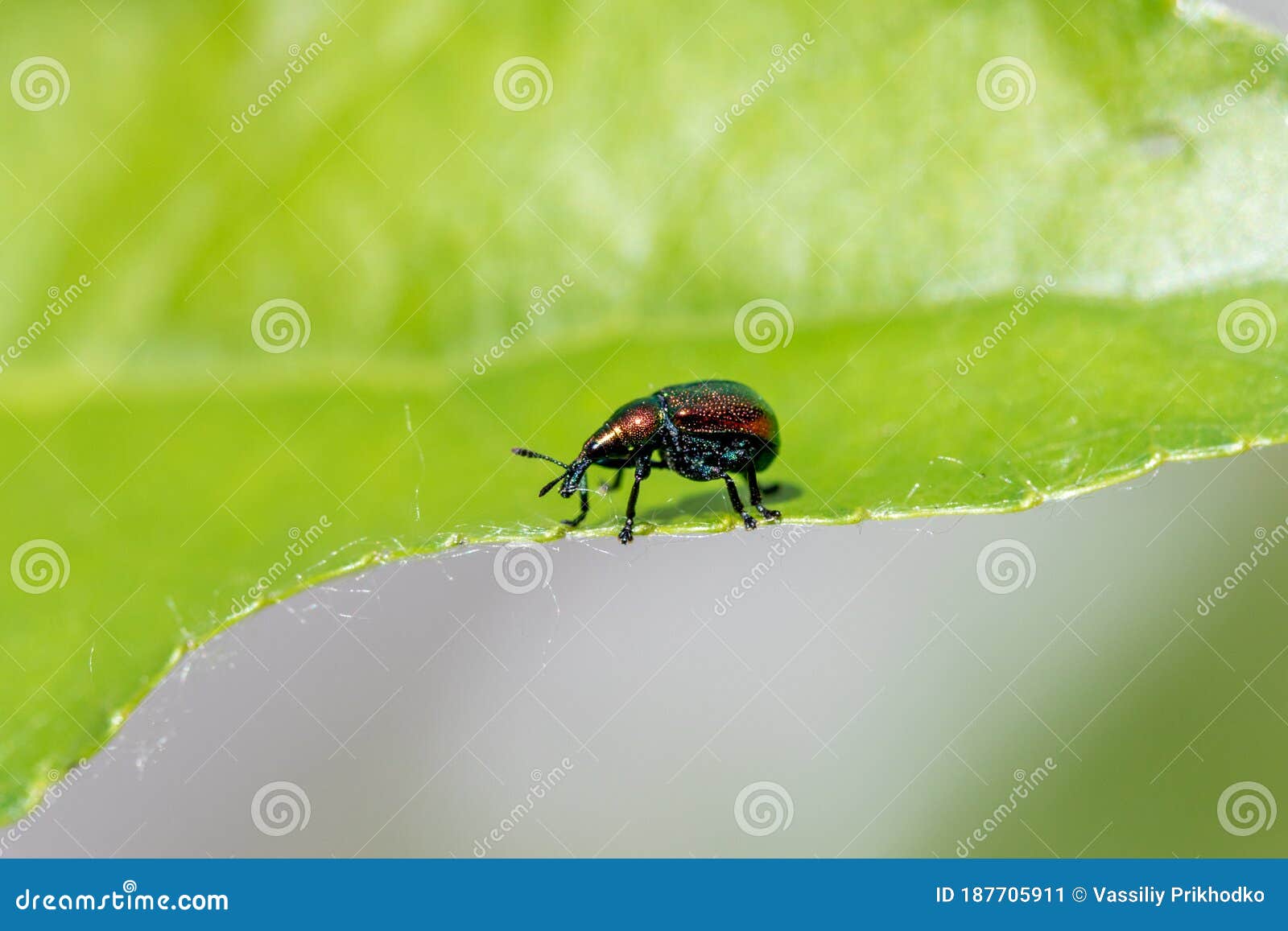 Common weevil, bug, stock image. Image of isolated, garden - 187705911