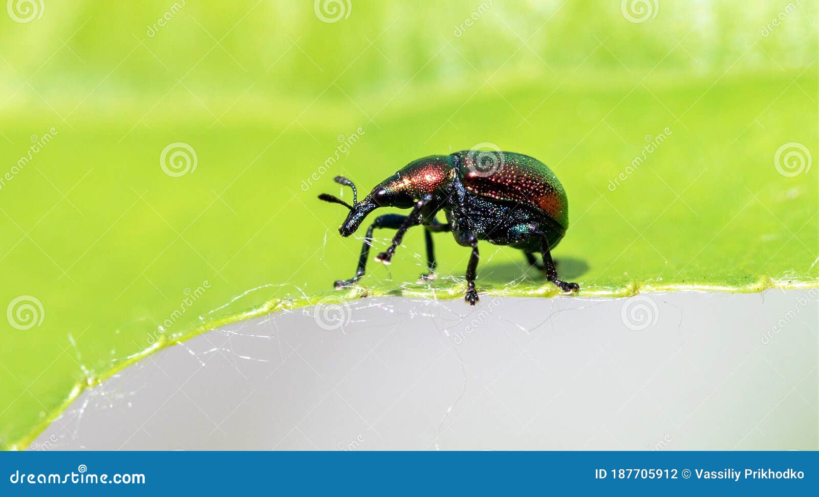 Common weevil, bug, stock photo. Image of pest, leaf - 187705912