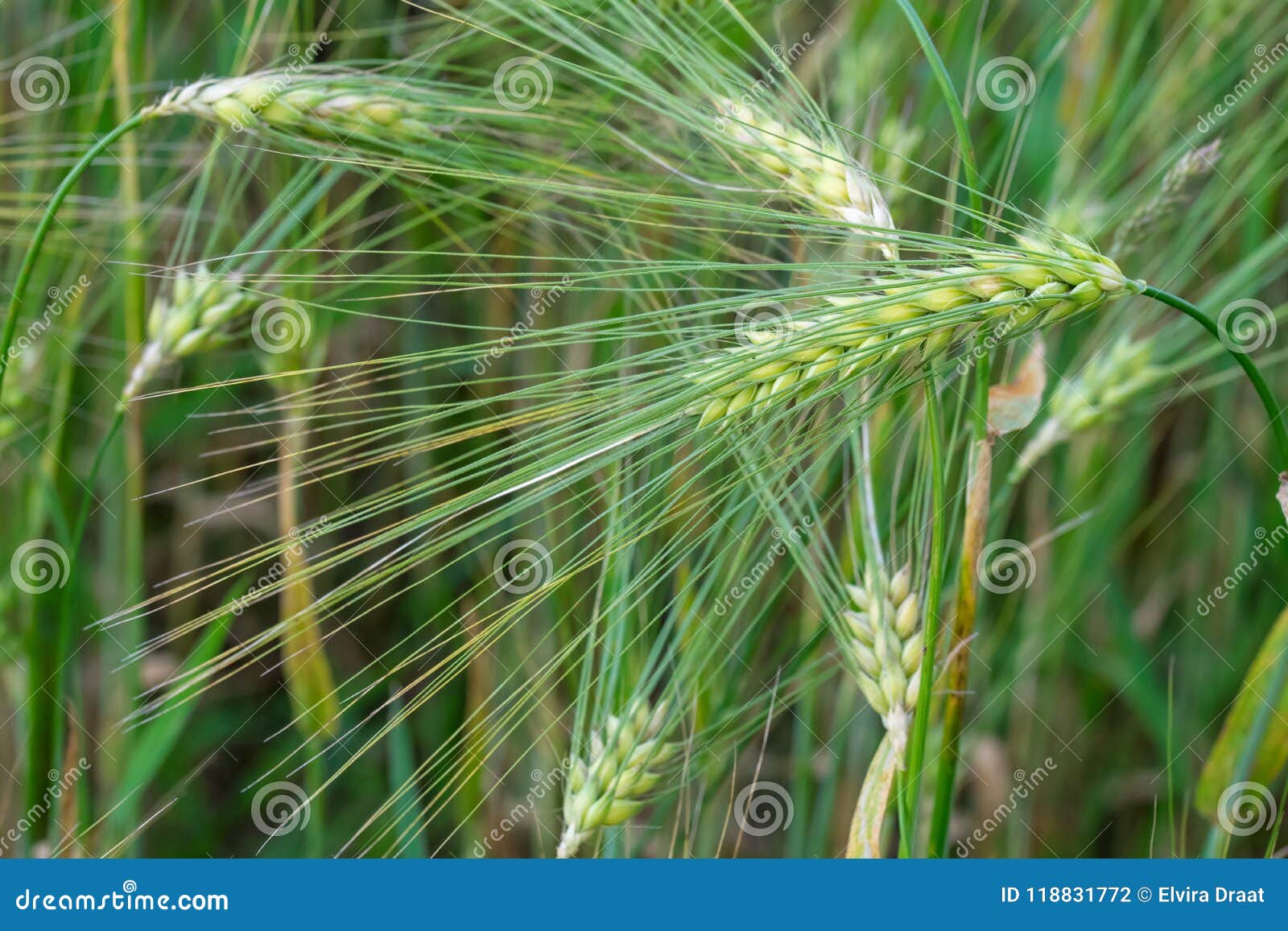 Common wheat stock photo. Image of aestivum, agriculture - 118831772