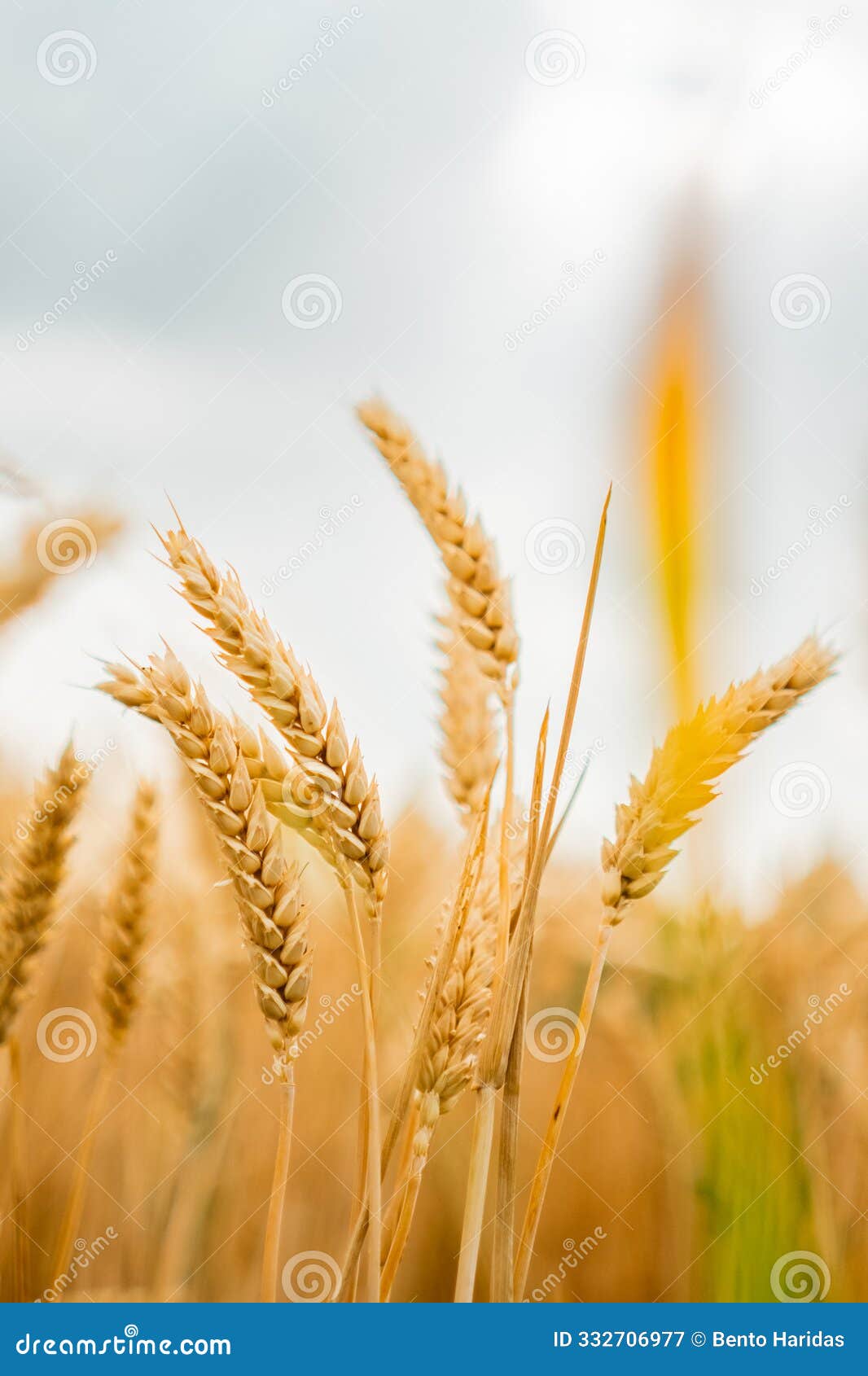 Common Wheat Corn Plant Growing in a Wheat Field Stock Image - Image of land, feces: 332706977