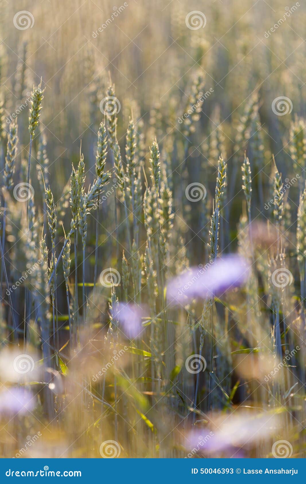 Common Wheat stock image. Image of field, bread, cultivation - 50046393