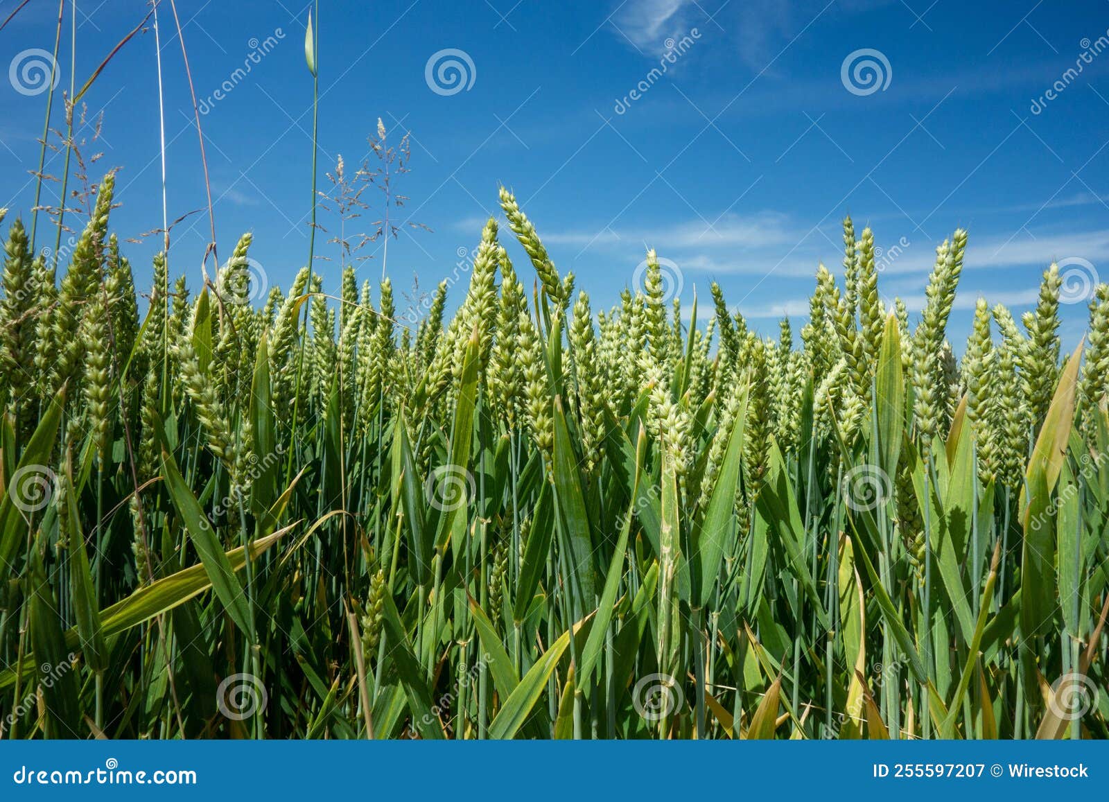 Common Wheat Field on a Sunny Day Stock Image - Image of ingredient ...