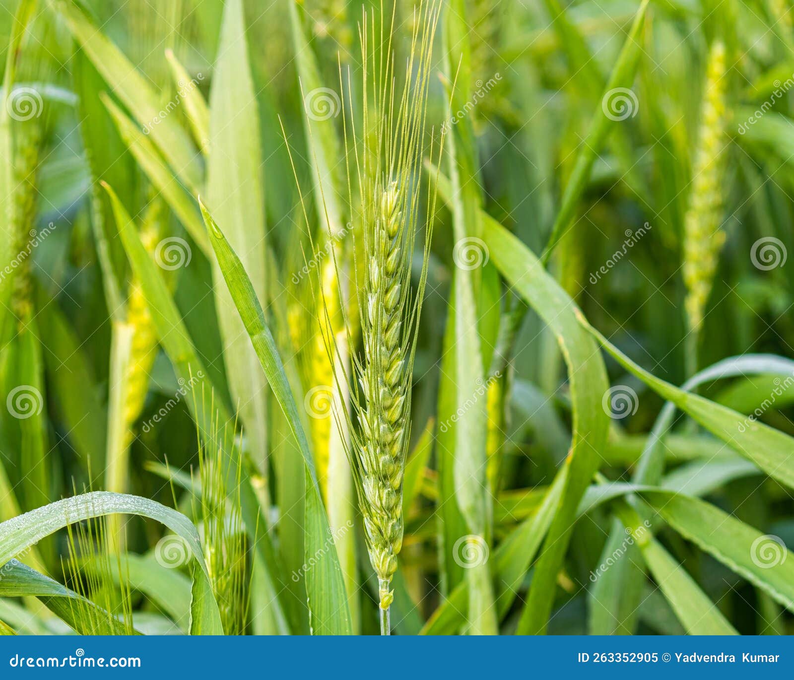 A Common wheat plant stock image. Image of straw, cereal - 263352905