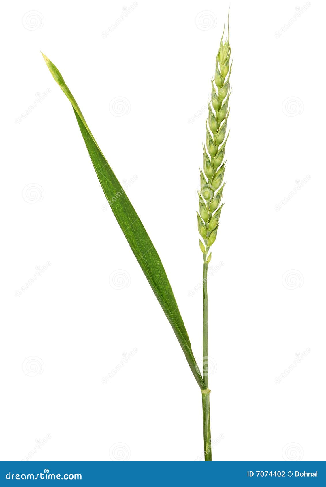 Triticum Aestivum