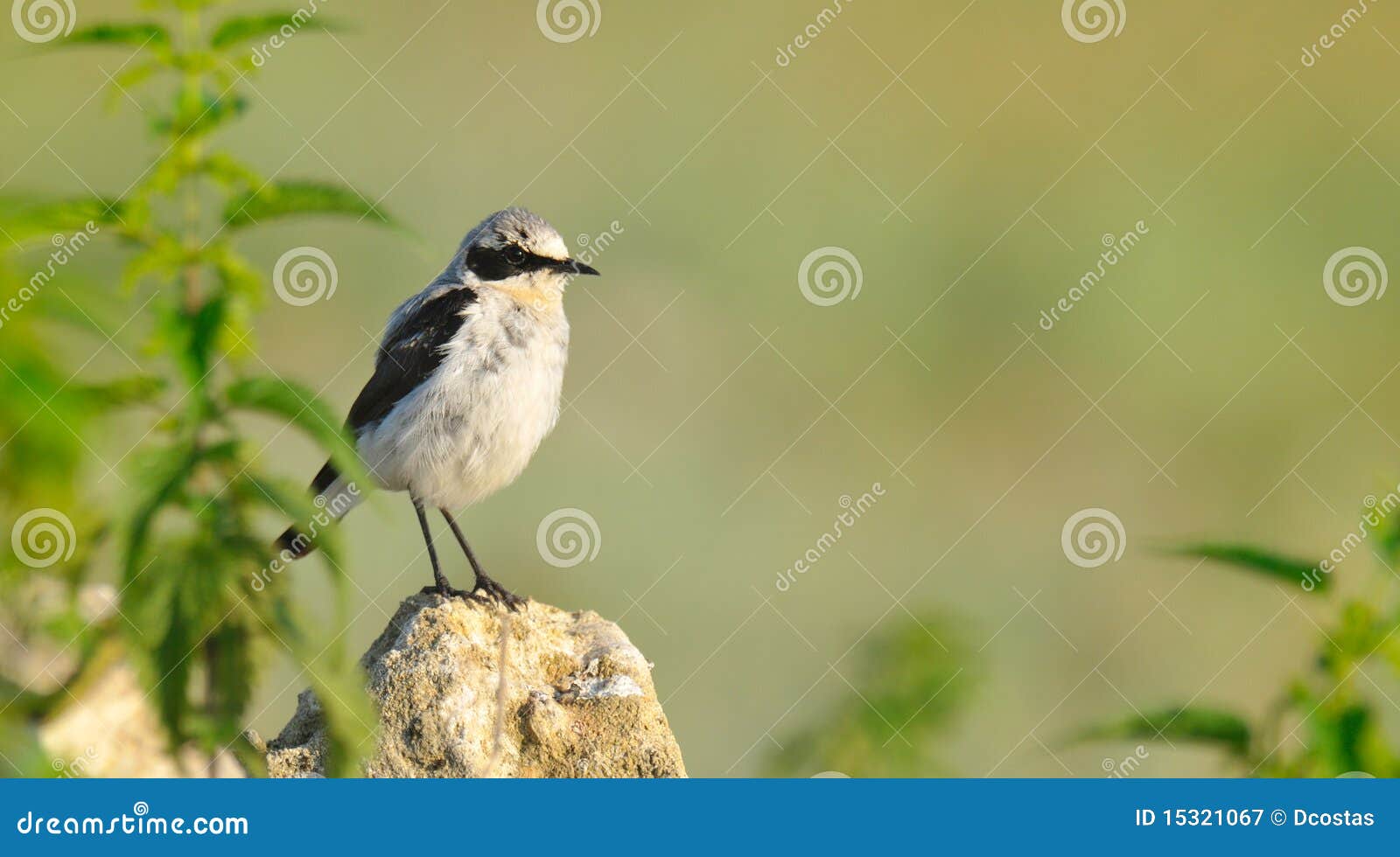 Common wheatear stock image. Image of wild, animal, wildlife - 15321067
