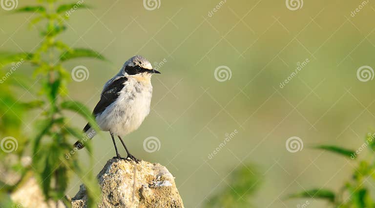 Common wheatear stock image. Image of wild, animal, wildlife - 15321067