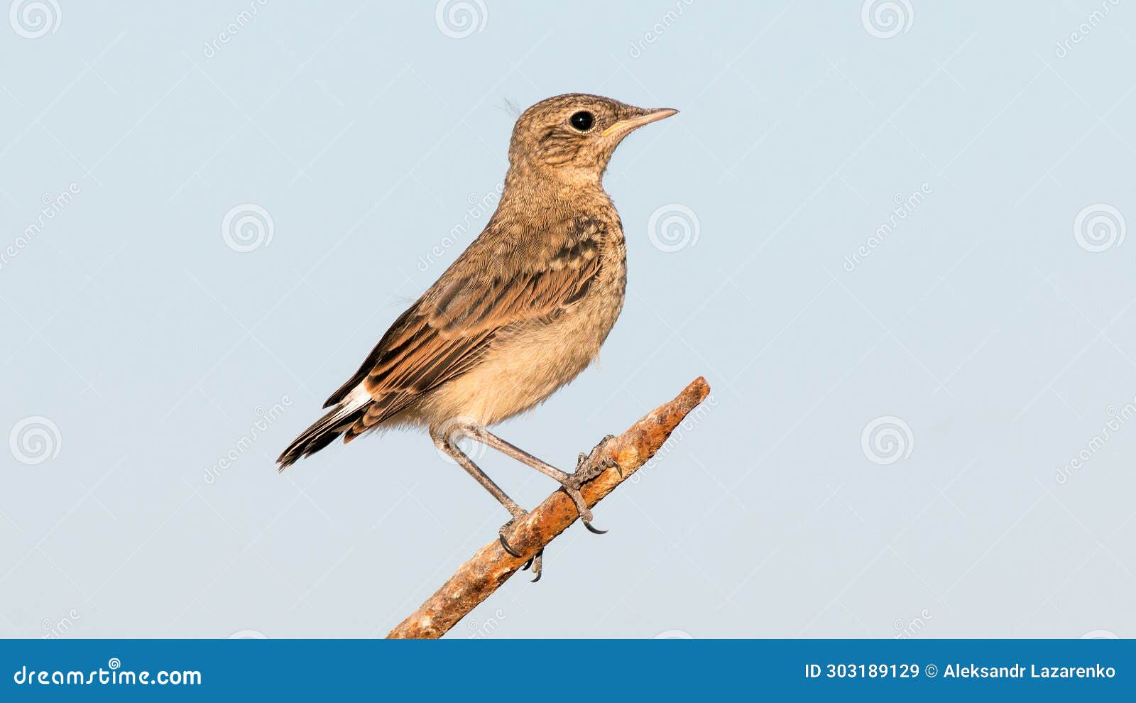 A Common Wheatear Chick Sits on a Rusty Rebar Stock Image - Image of ...