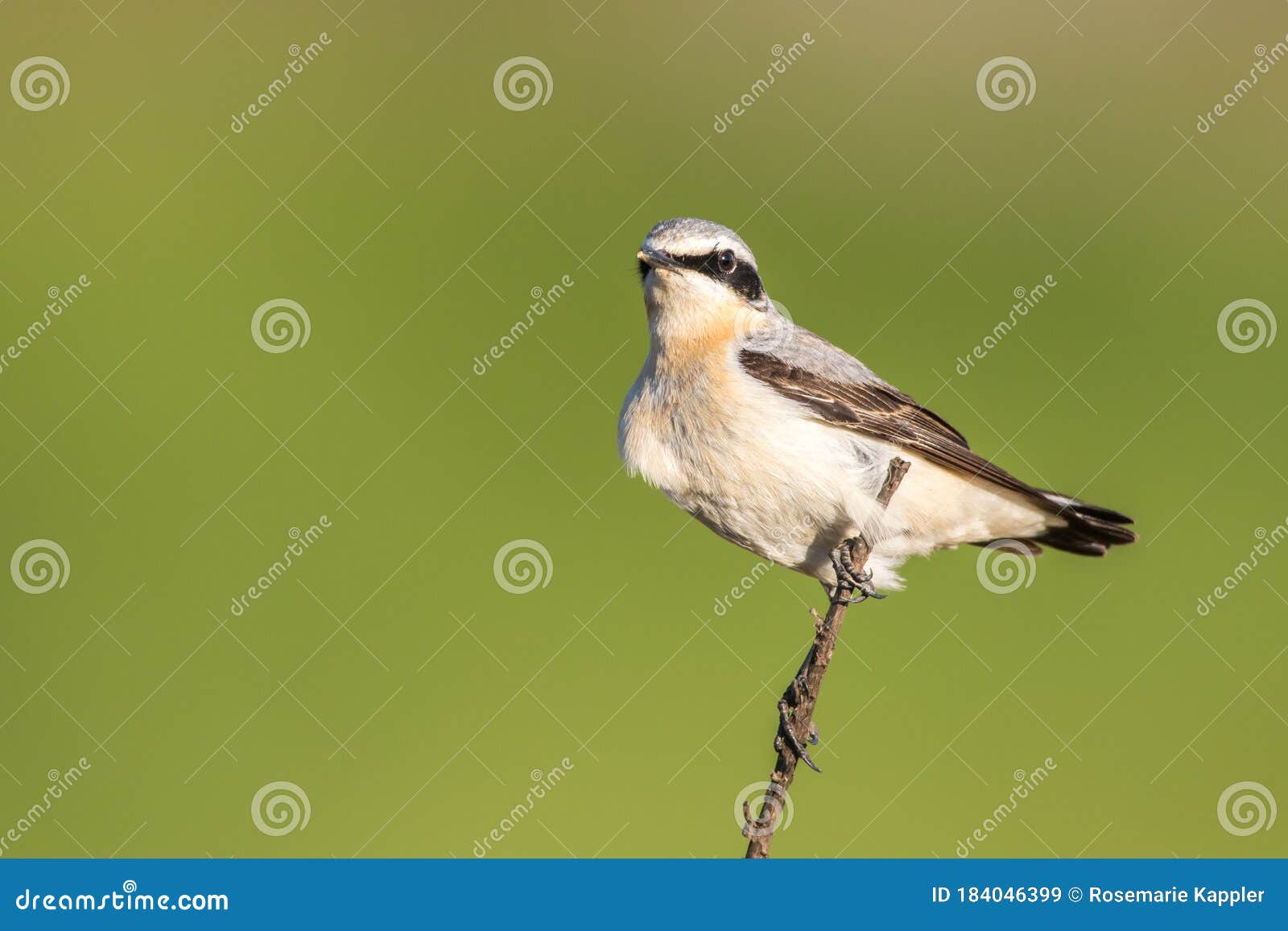 Common Wheatear Oenanthe Oenanthe Stock Image - Image of feathering ...