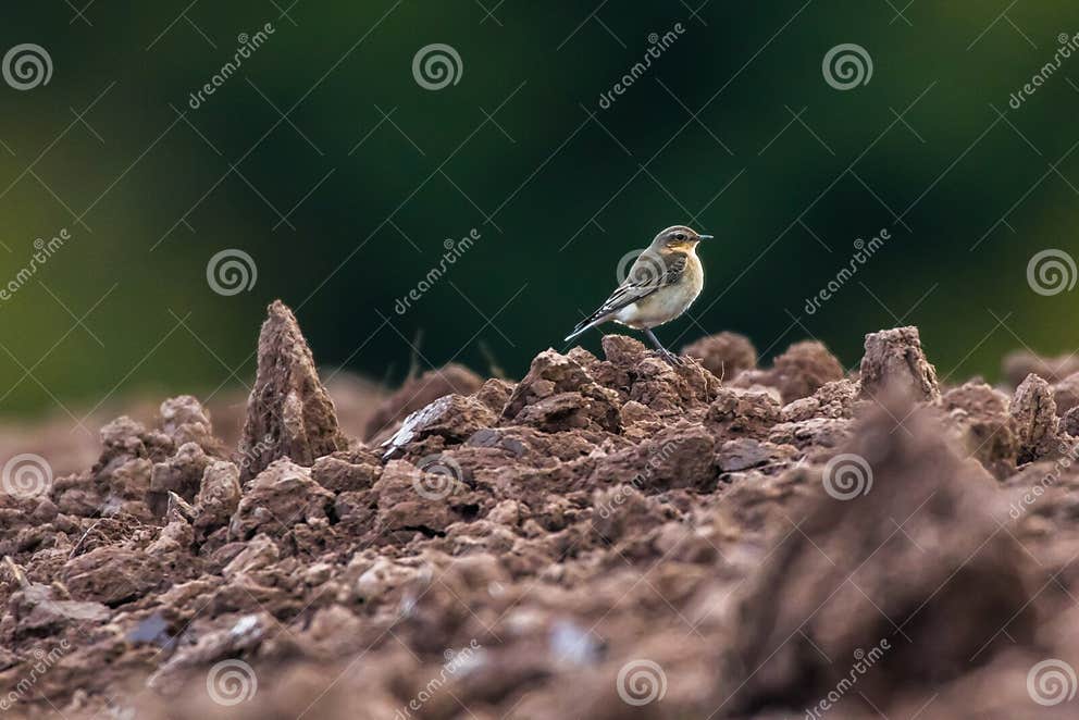 Common Wheatear Oenanthe Oenanthe Stock Image - Image of oenanthe ...